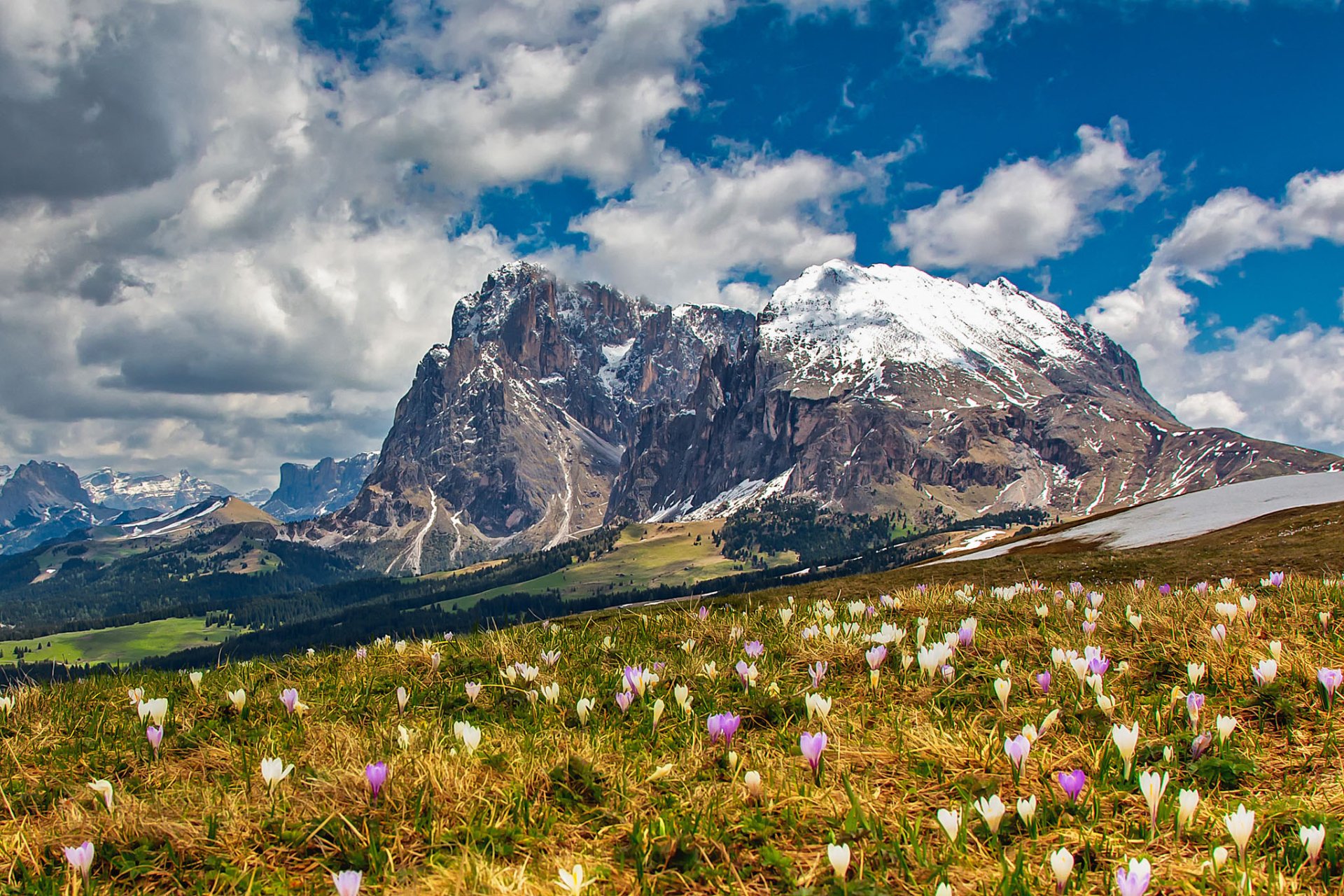 Dolomites Spring Bloom: Crocus Flowers in Majestic Mountain Landscape ...