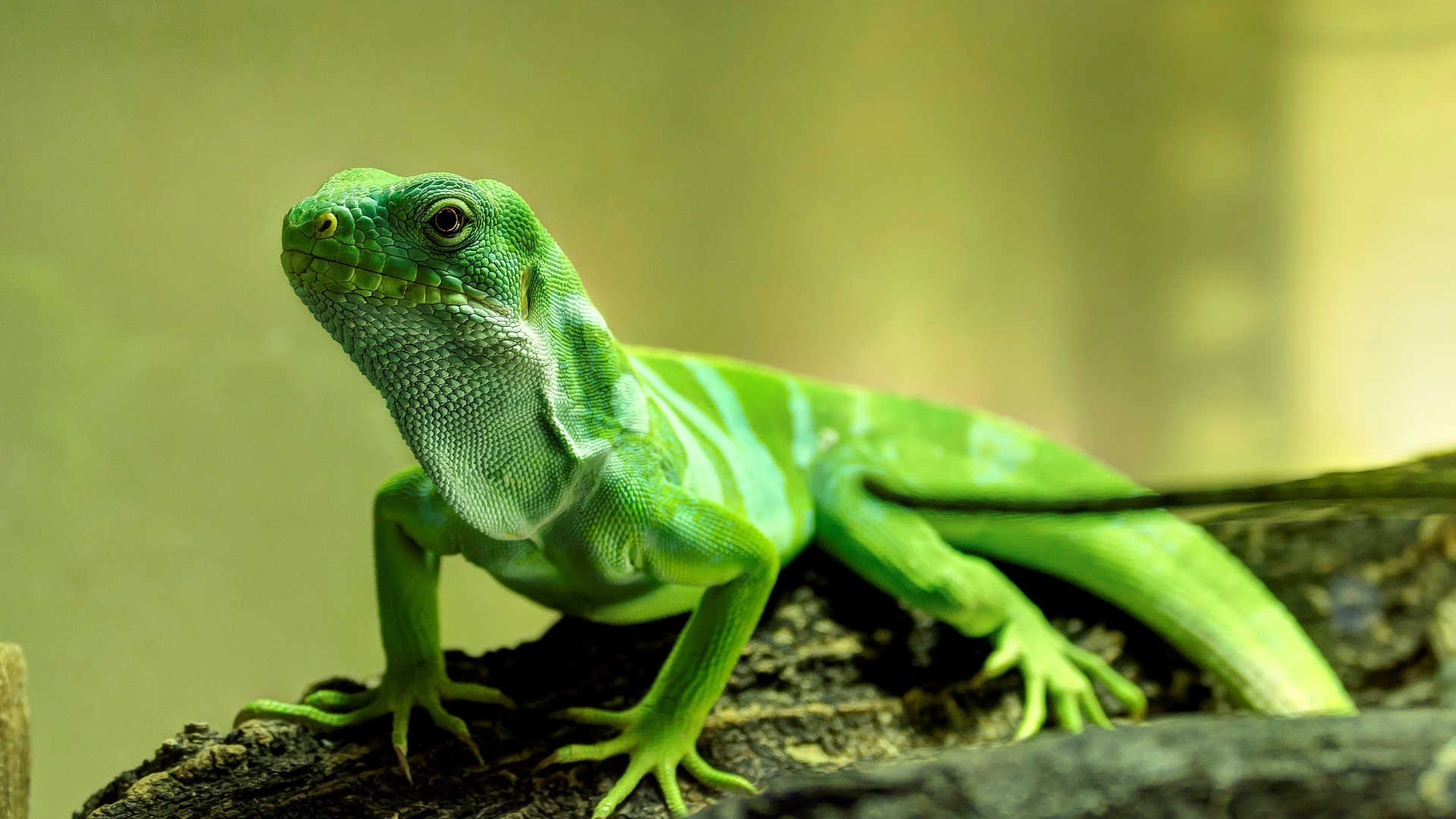 Lizard HD Wallpaper