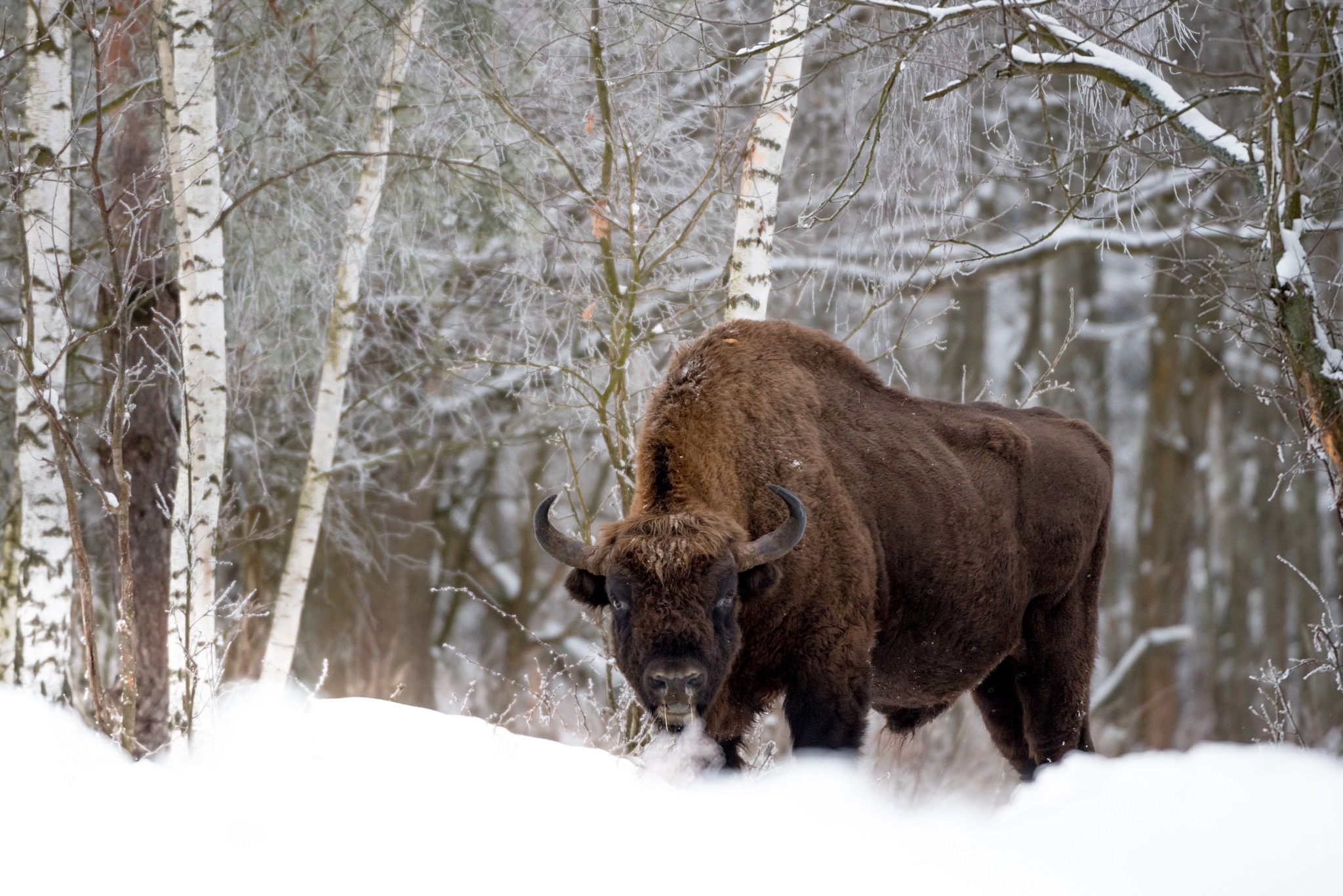 Download Stare Snow Winter Animal American Bison HD Wallpaper