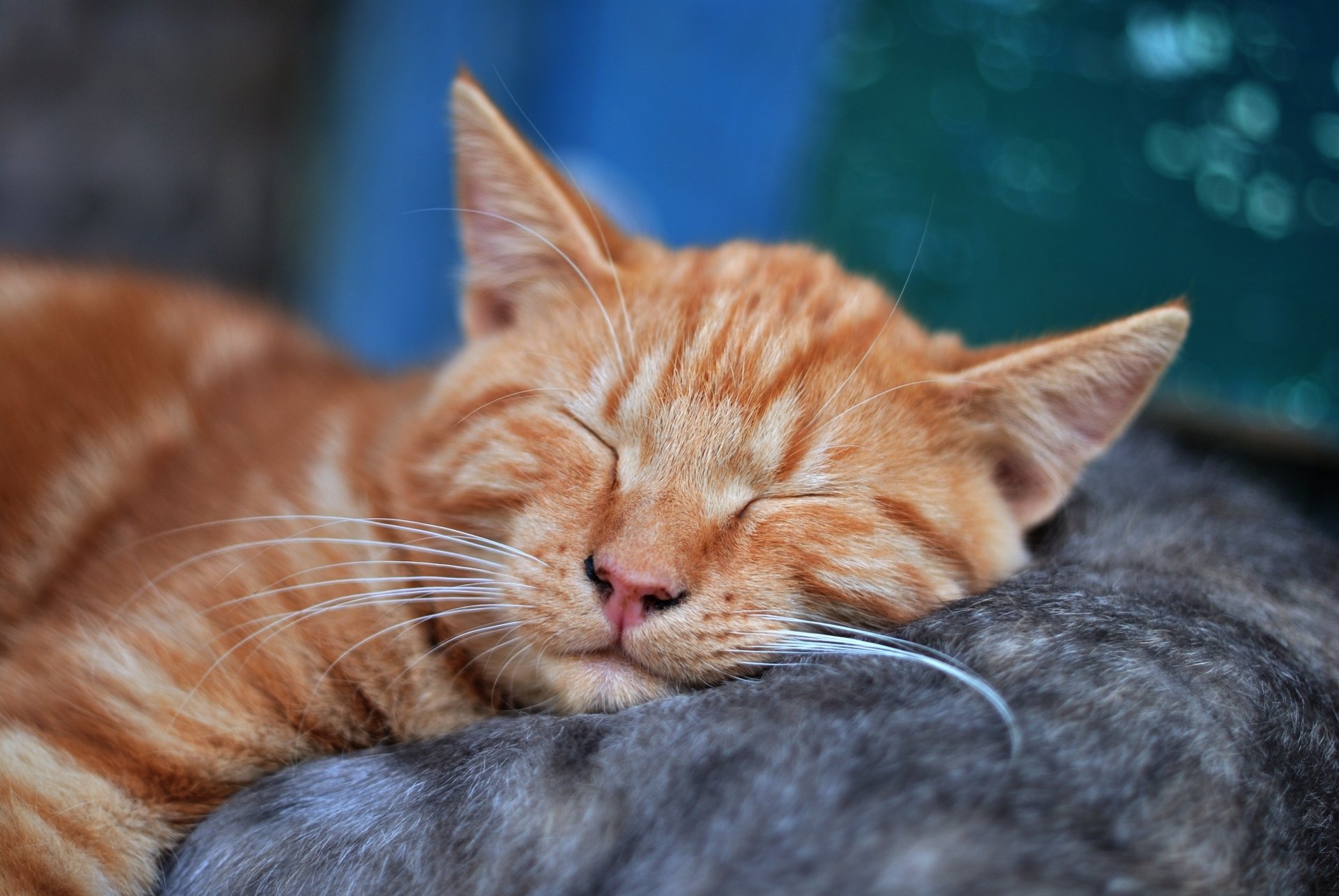 4K Ultra HD Sleeping Cat: Serene Feline Slumber Wallpaper | 3872x2592 ...