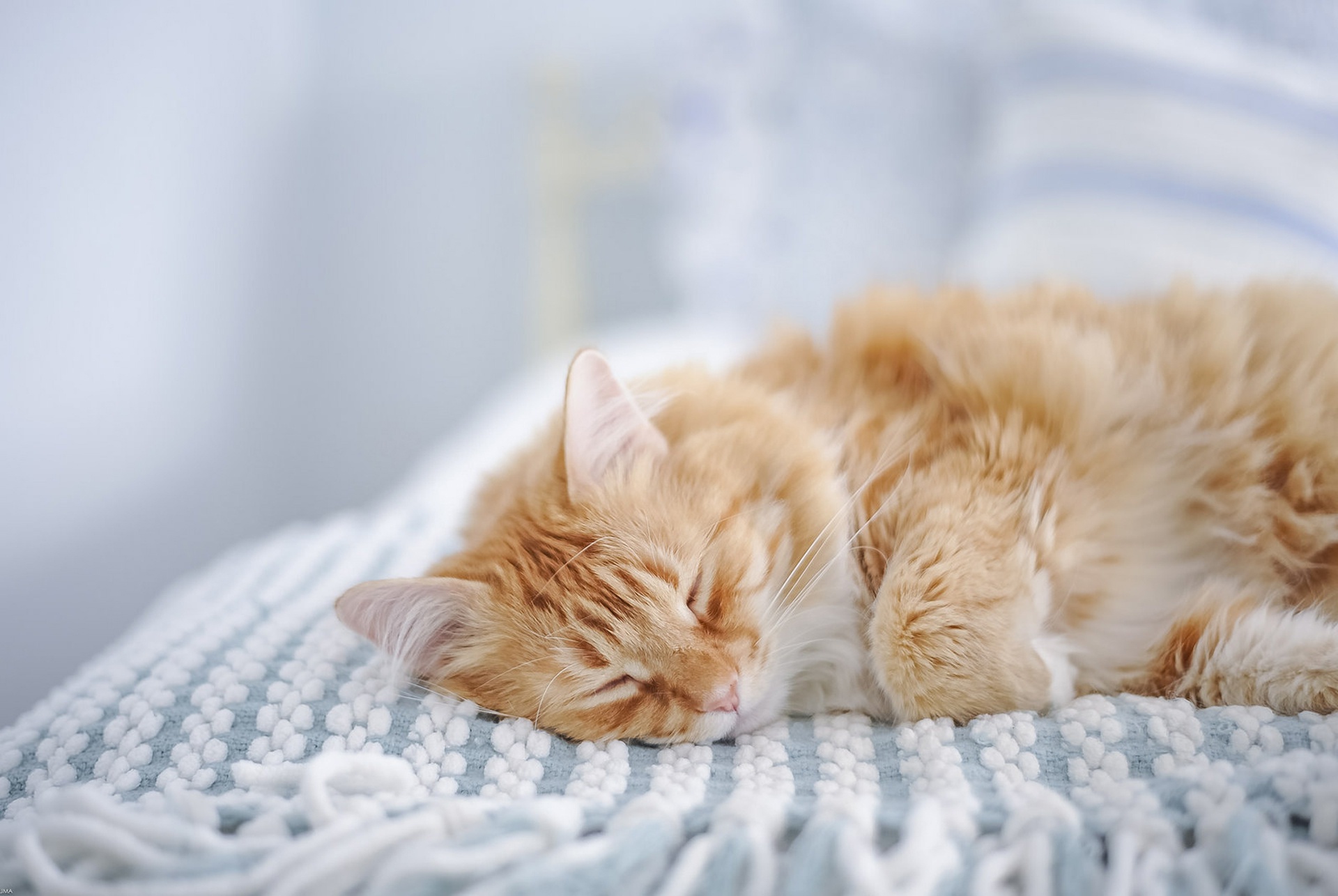 Download Sleeping Animal Cat HD Wallpaper