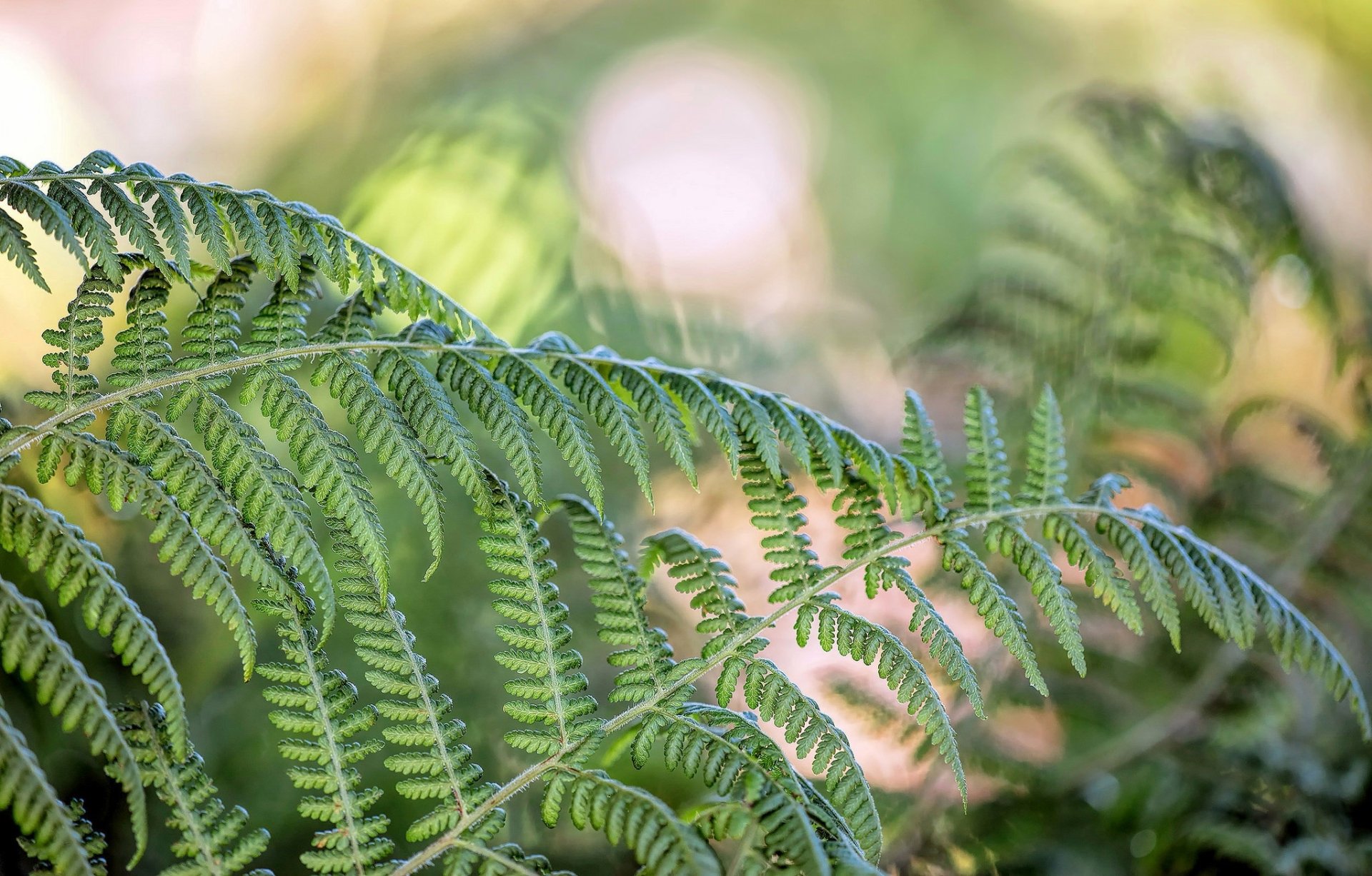 Download Bokeh Nature Fern HD Wallpaper