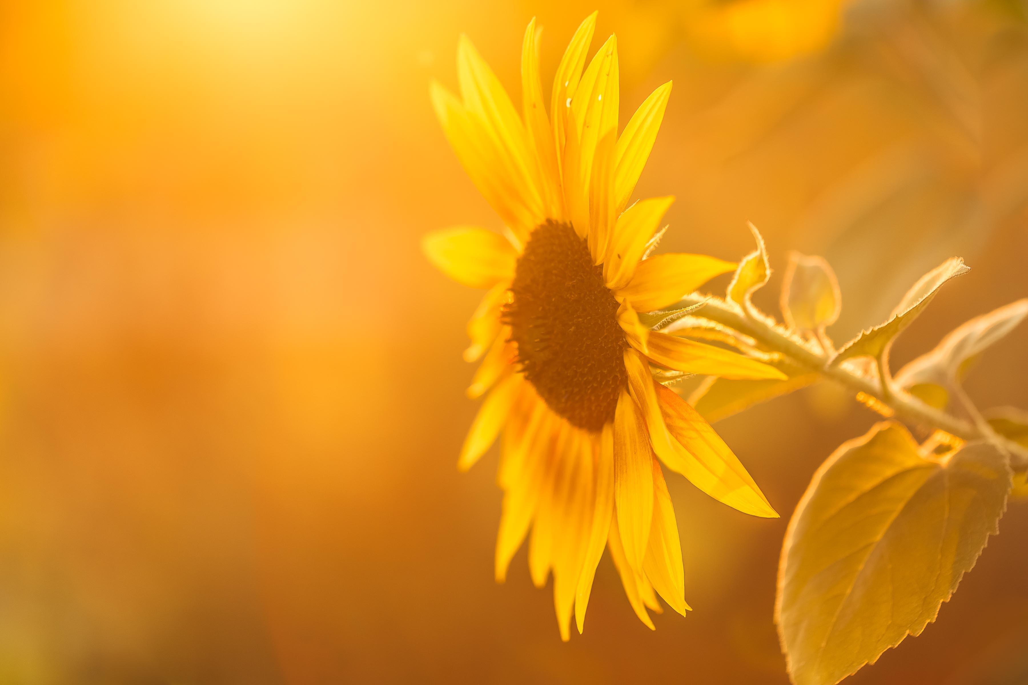 Download Sunny Yellow Flower Flower Nature Sunflower HD Wallpaper