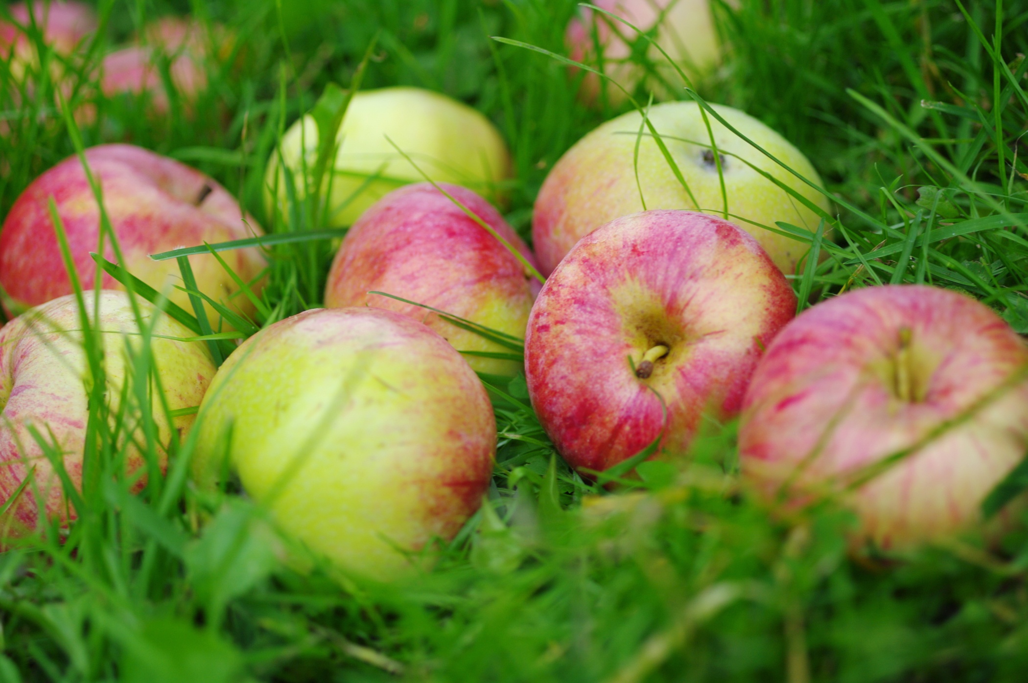 Download Fruit Grass Food Apple HD Wallpaper