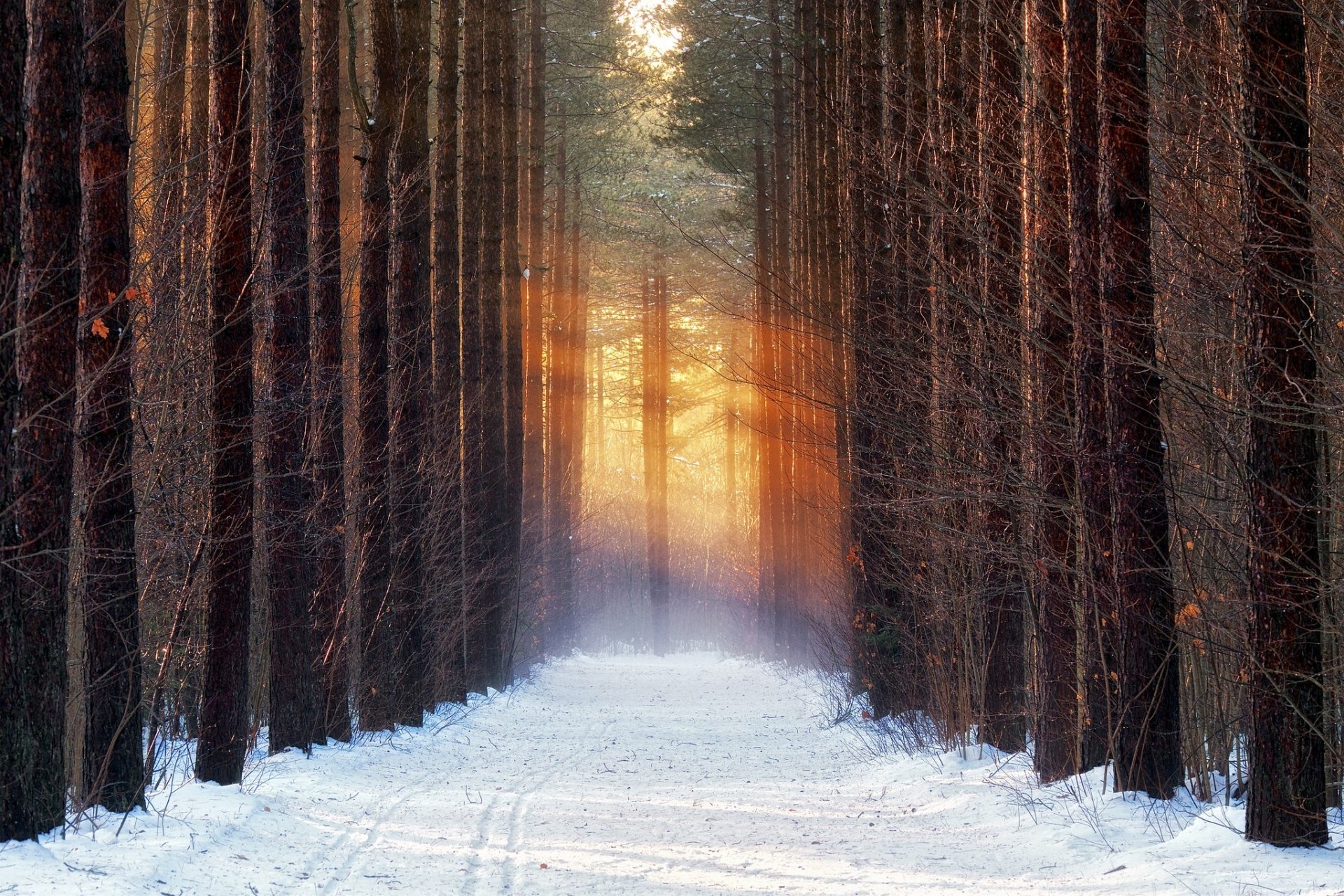 Winter Pathway Through Sunlit Tree-Lined Forest – HD Nature Wallpaper