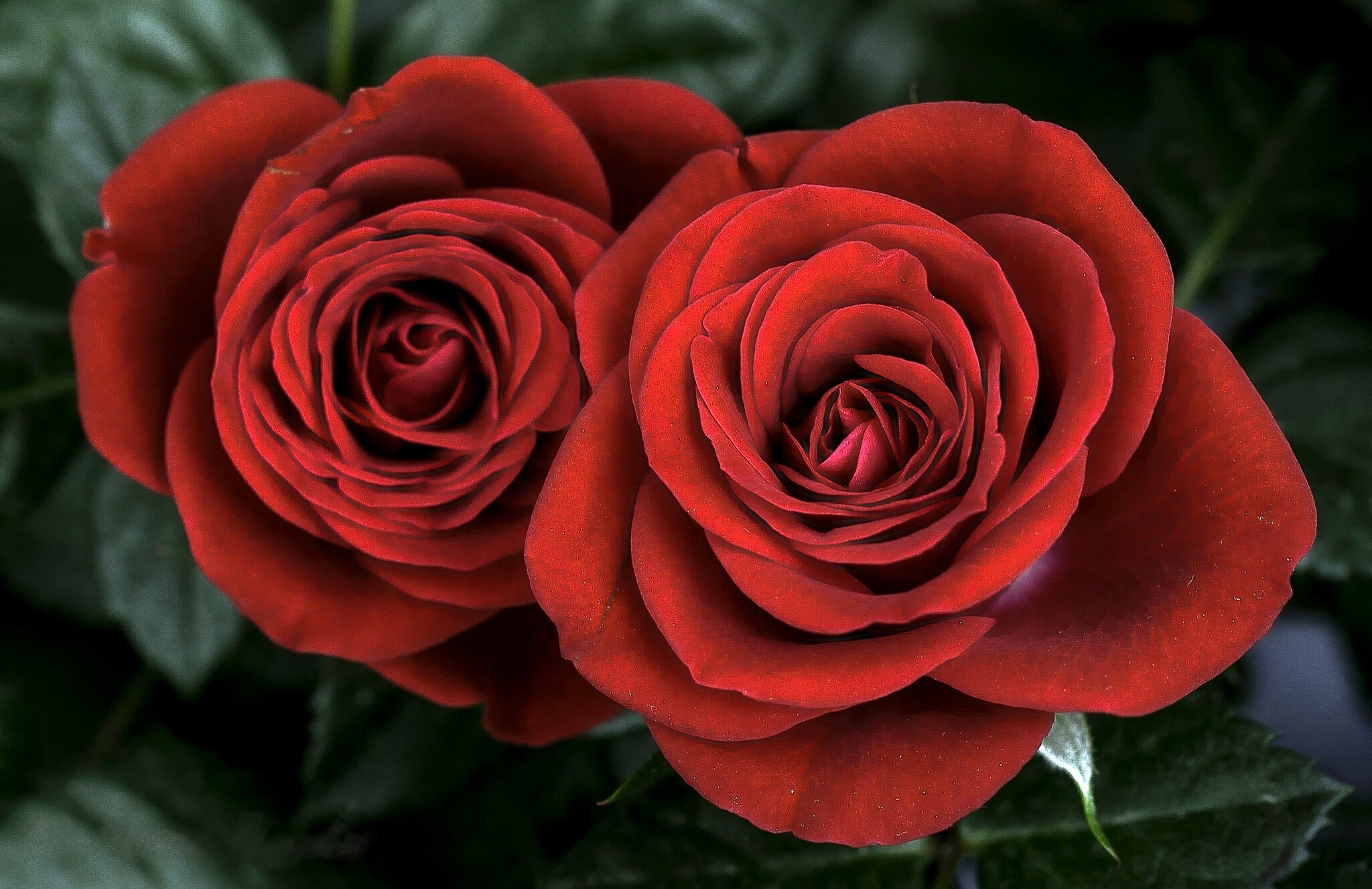Download Red Rose Red Flower Close-up Nature Flower Rose HD Wallpaper