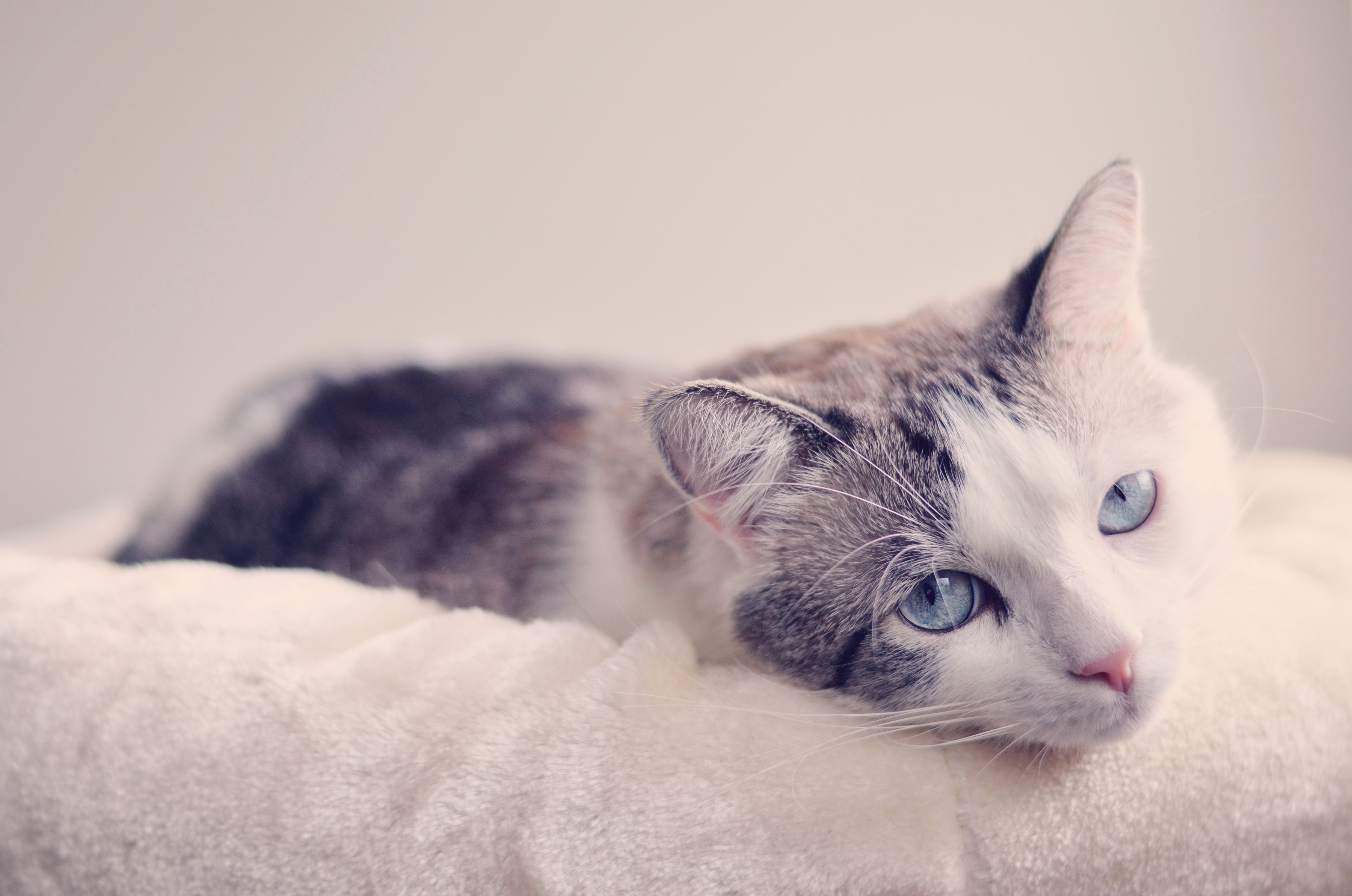Download Blue Eyes Animal Cat HD Wallpaper