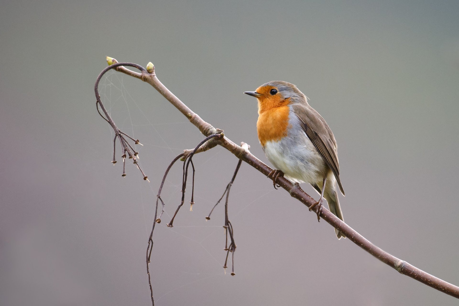 HD Robin Perched: Stunning Passerine Bird Wallpaper