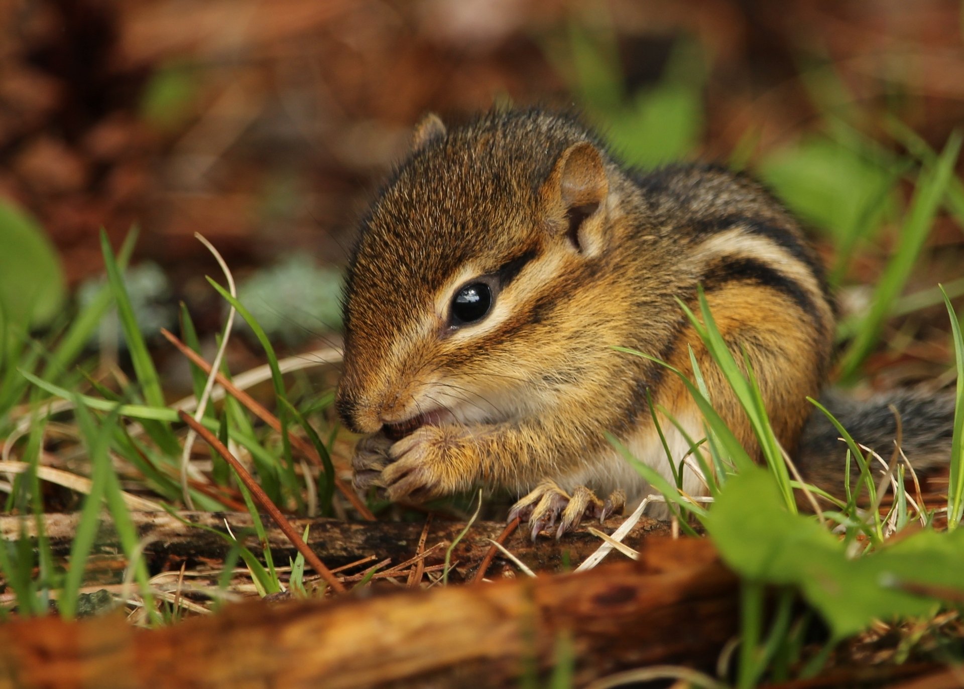 Download Rodent Animal Chipmunk HD Wallpaper