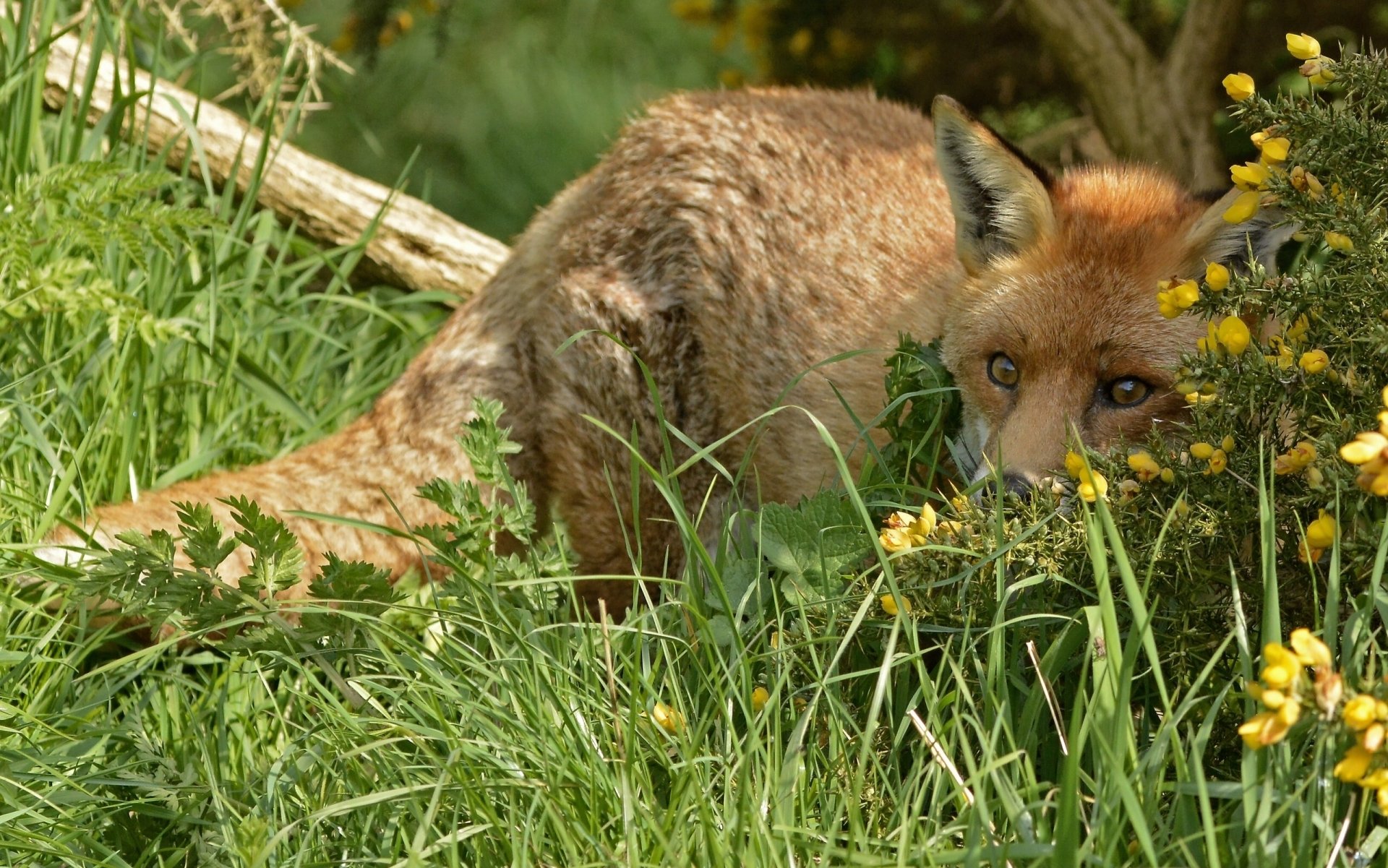 Stealthy Fox in Lush Grass HD Wallpaper