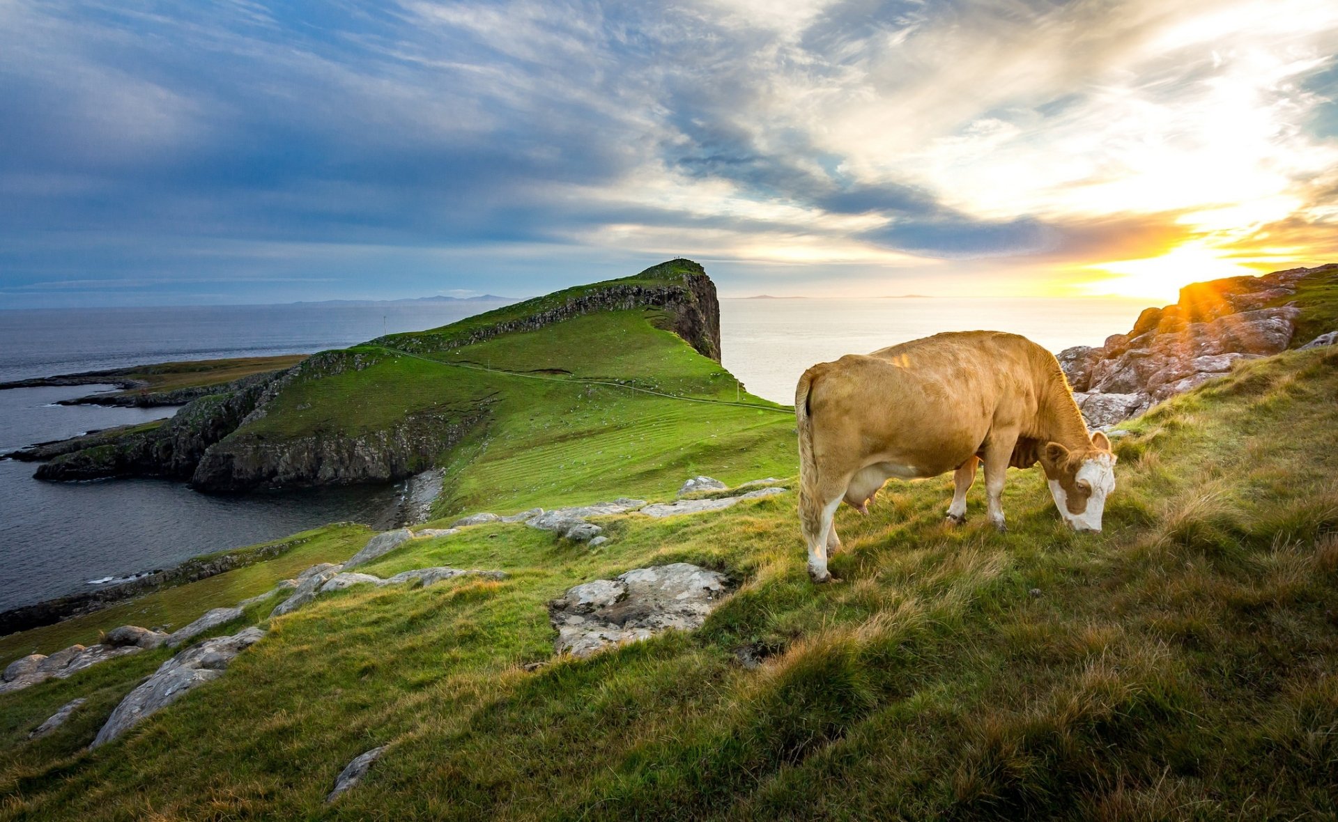 Sunrise Serenity: Cow Grazing on Coastal Grassland HD Wallpaper ...