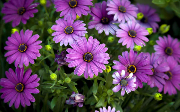 Download Purple Flower Spring Daisy Nature African Daisy HD Wallpaper
