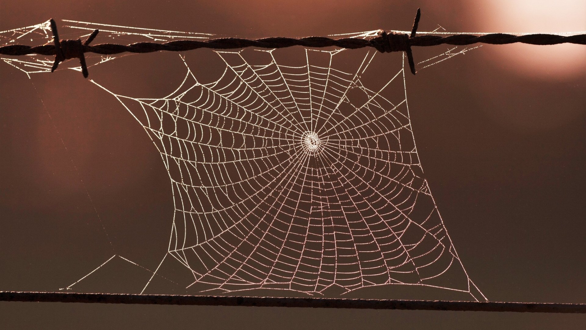 Download Nature Photography Spider Web HD Wallpaper