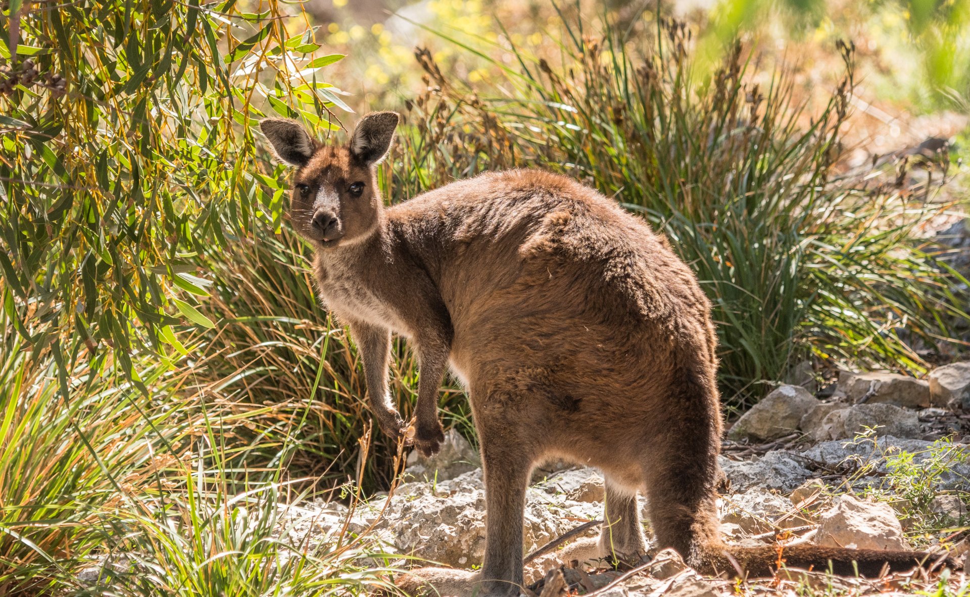 Download Animal Kangaroo HD Wallpaper