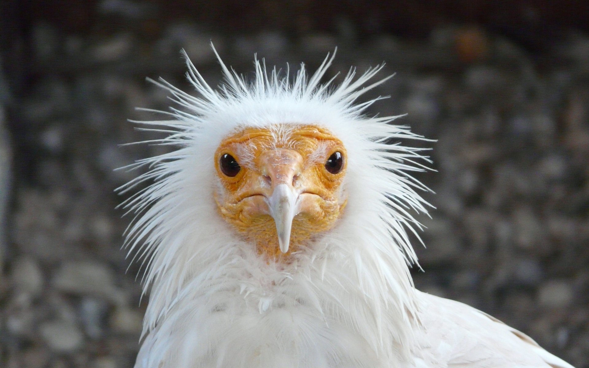Download Close-up Egyptian Vulture Bird Animal Vulture HD Wallpaper