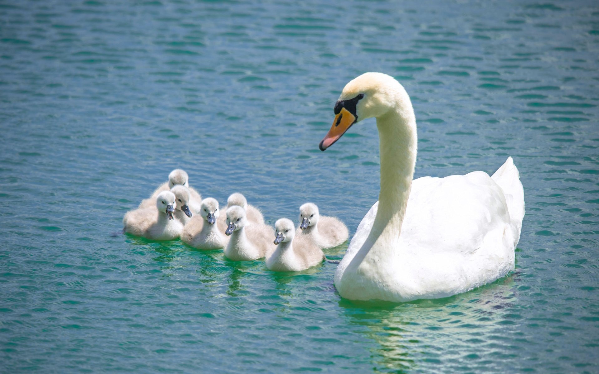 Serene Mute Swan & Cygnets — HD Baby Animal Wallpaper | 2048x1280 ...