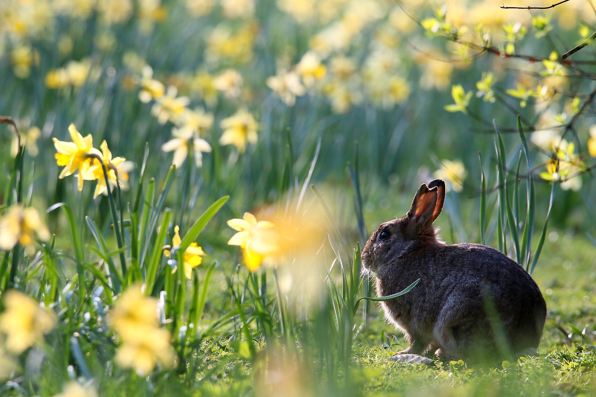 Download Yellow Flower Daffodil Flower Animal Rabbit HD Wallpaper