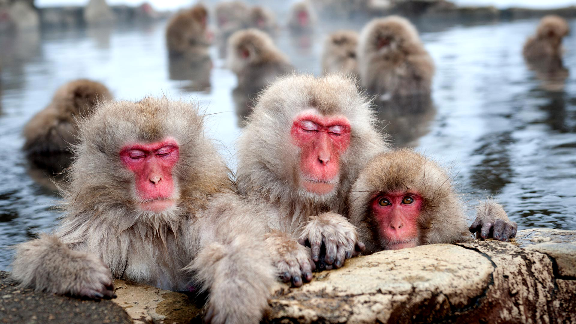 Download Baby Animal Primate Monkey Animal Japanese Macaque Snow Monkey ...