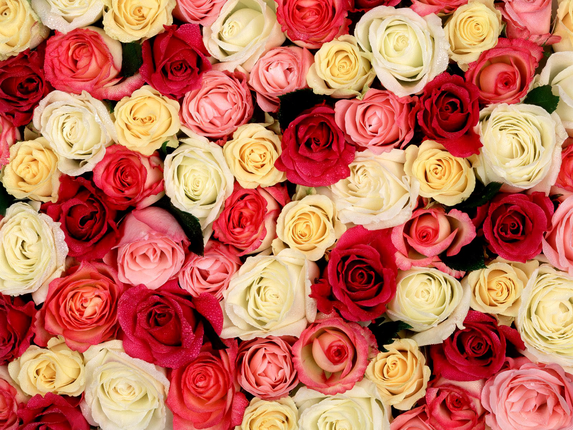Vibrant Roses: Red, Pink & White Blooms in Stunning HD
