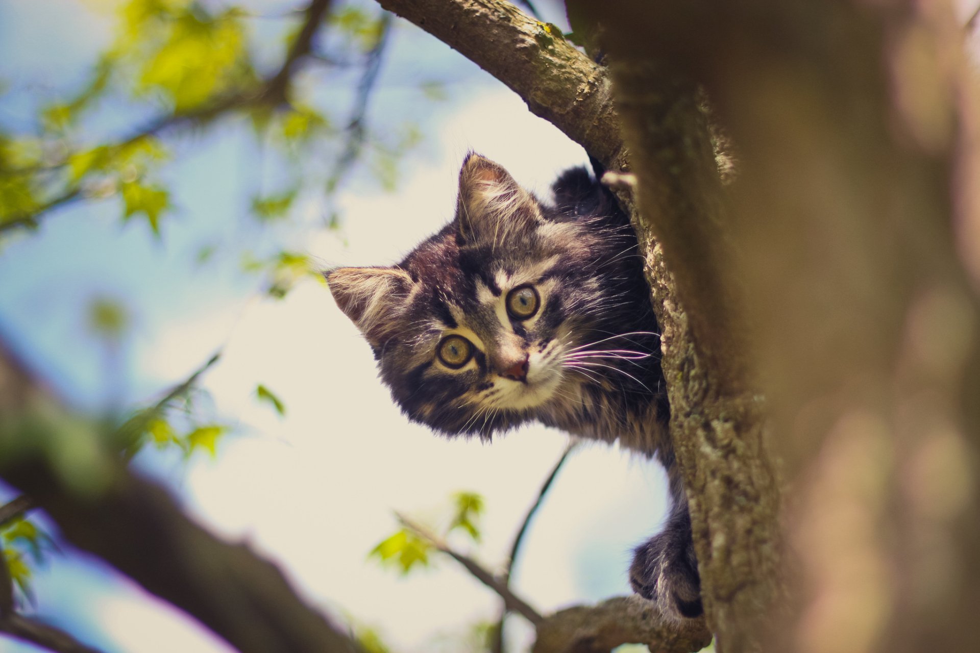 Download Stare Animal Cat HD Wallpaper