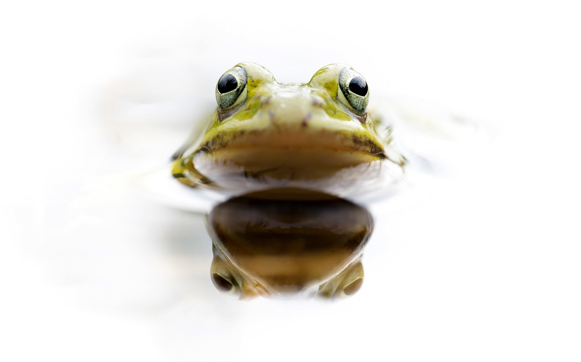 Download Reflection Water Amphibian Animal Frog HD Wallpaper by Rob Blanken