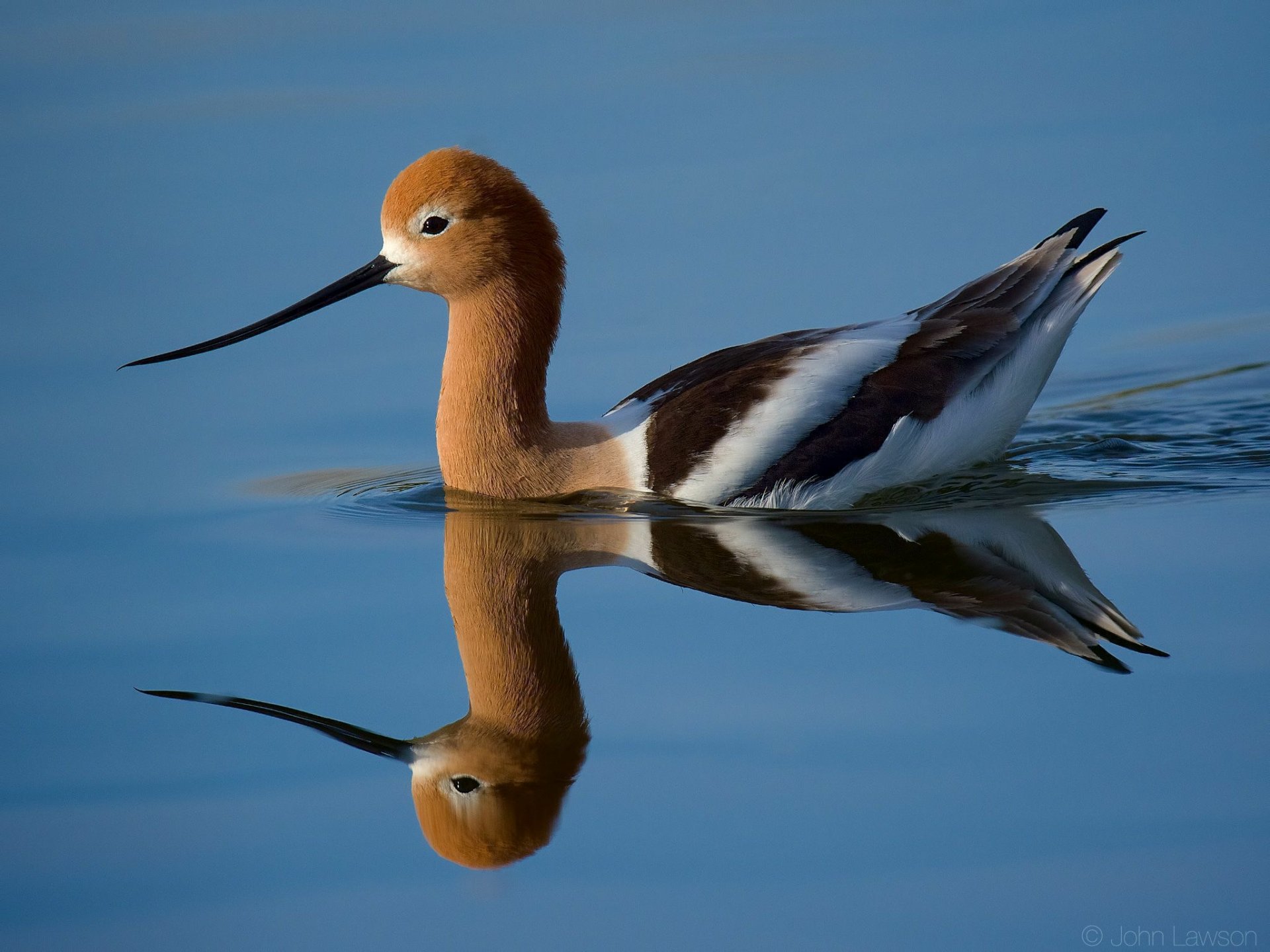 Download Pond Reflection American Avocet Animal Duck HD Wallpaper by ...