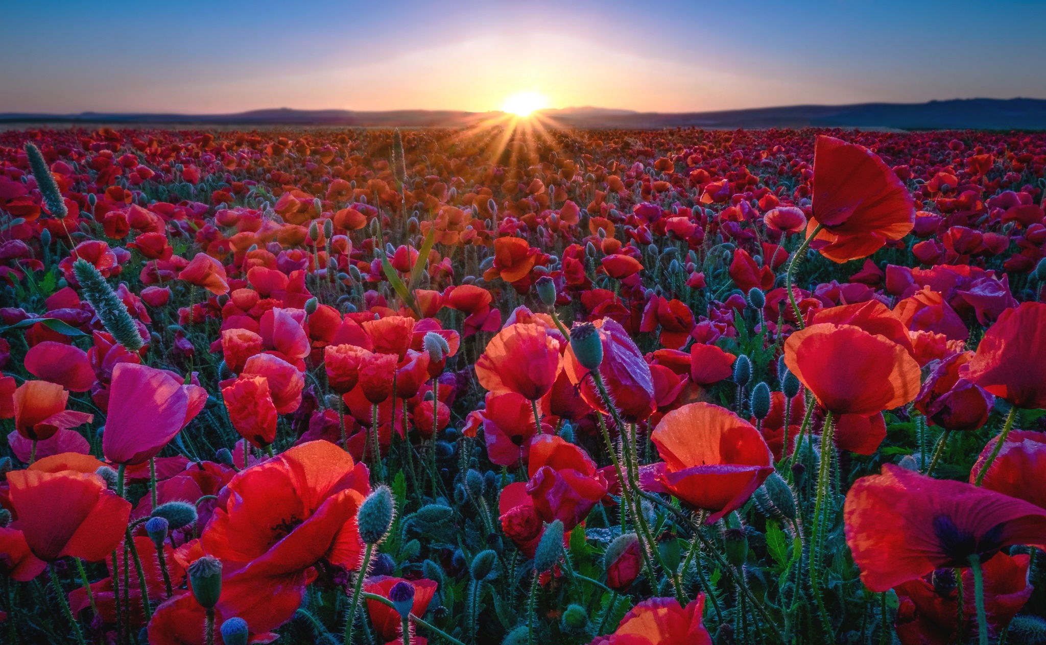 Download Sunrise Summer Field Red Flower Flower Nature Poppy HD Wallpaper
