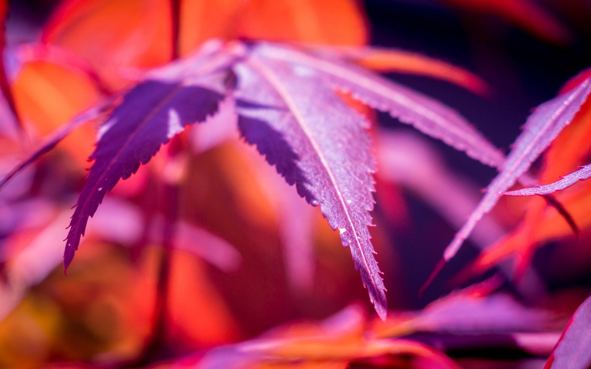 Download Fall Macro Nature Leaf HD Wallpaper