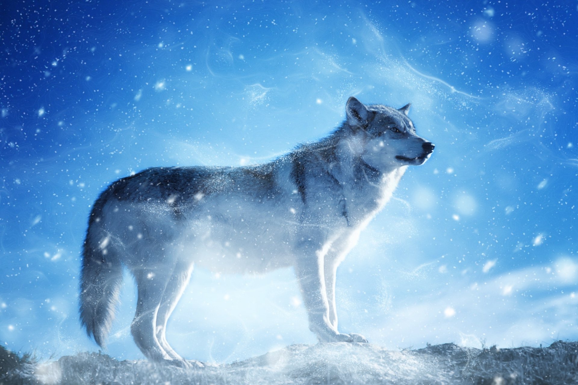 Majestic Winter Wolf in HD Glory