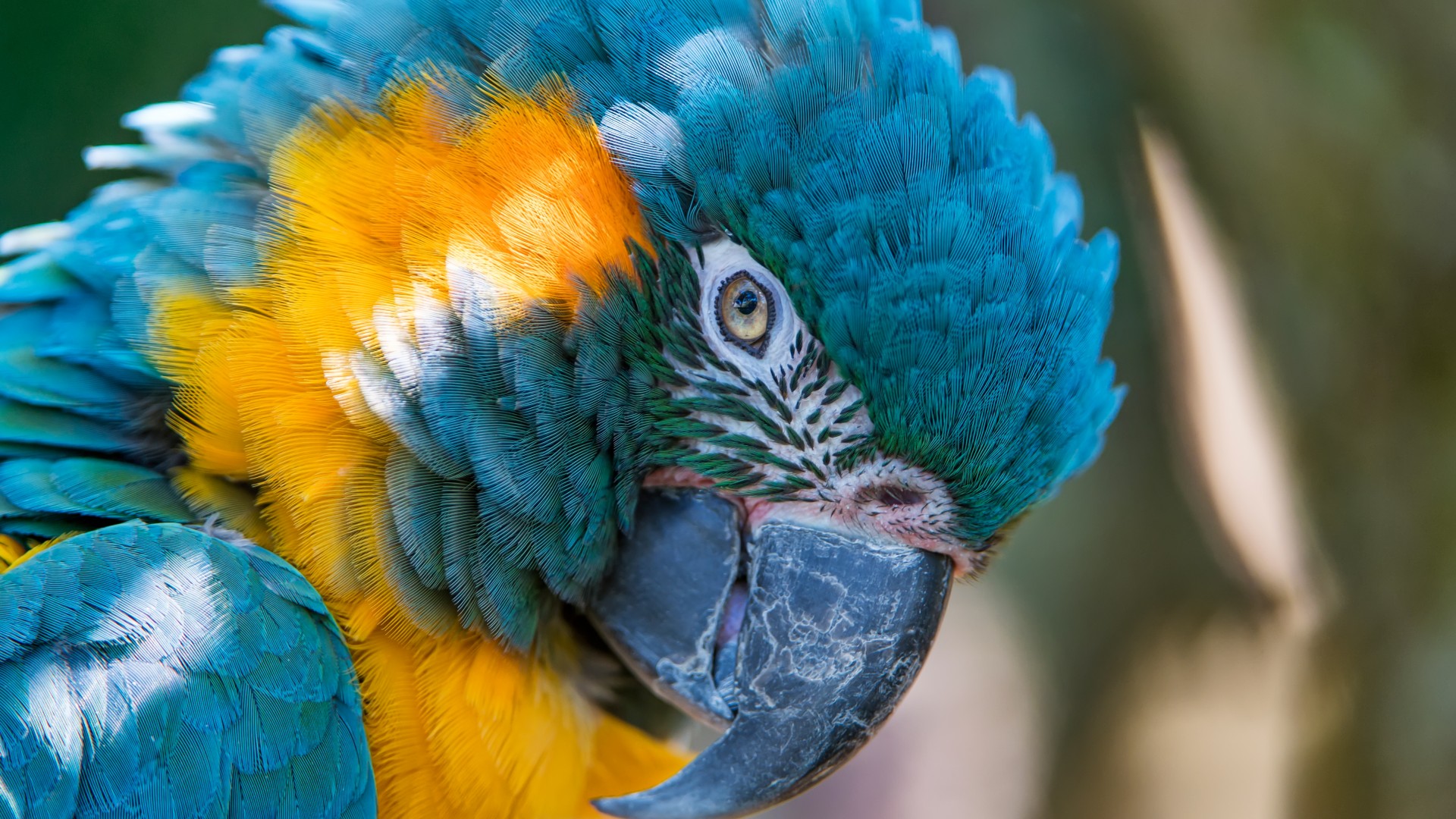 Download Blue Macaw Close-up Bird Animal Blue-and-yellow Macaw HD Wallpaper
