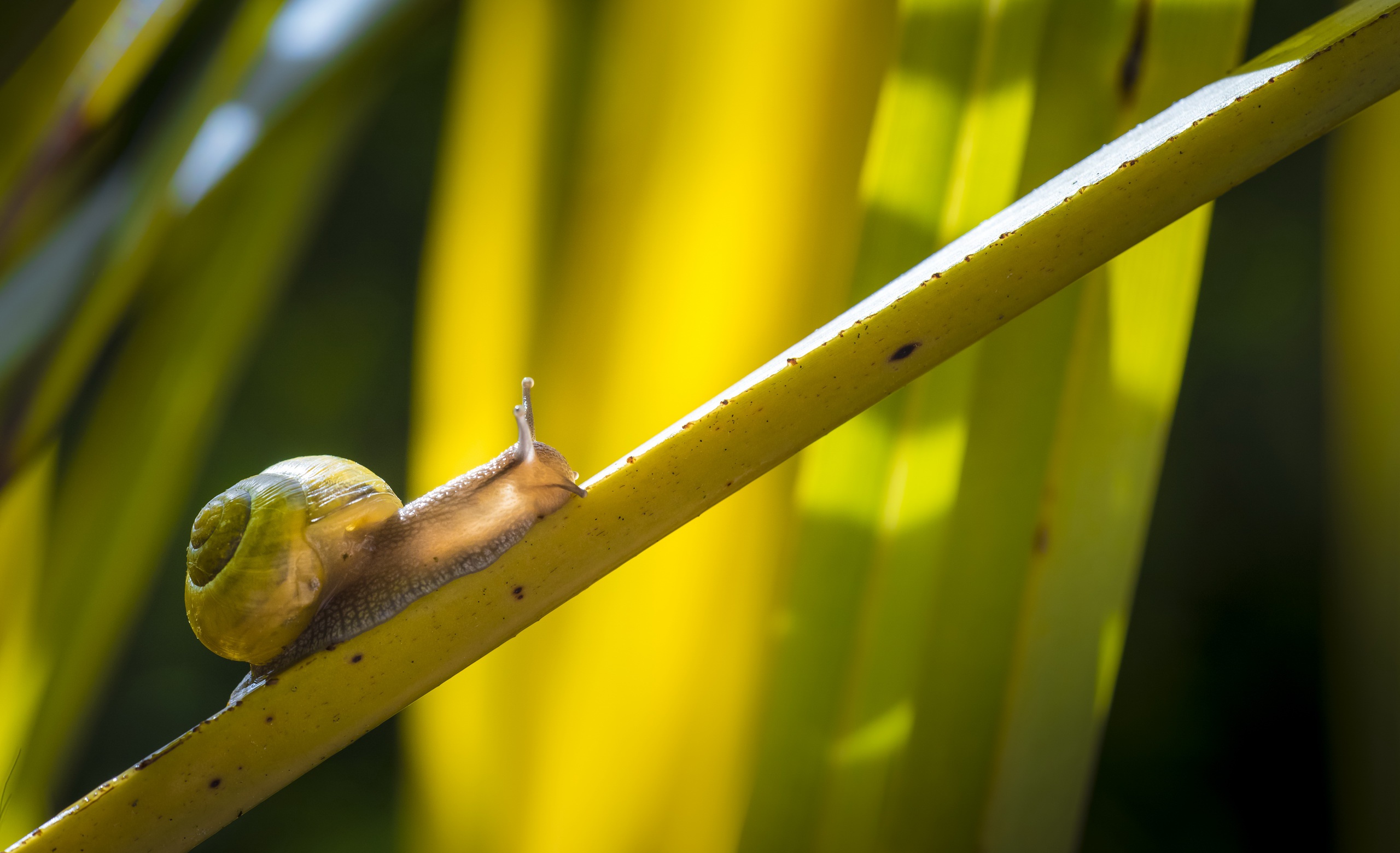 Amazing Snail Hd Wallpaper