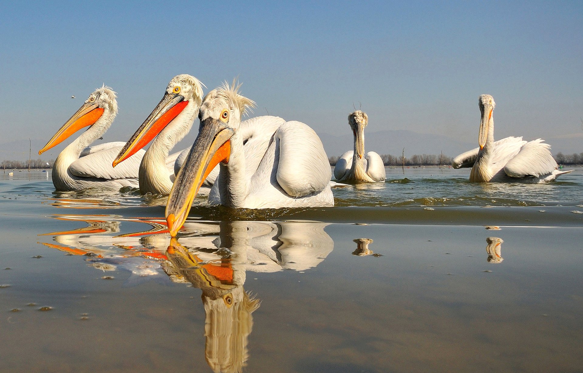 Majestic Pelican Reflections: HD Wildlife Wallpaper | 1920x1229 ...