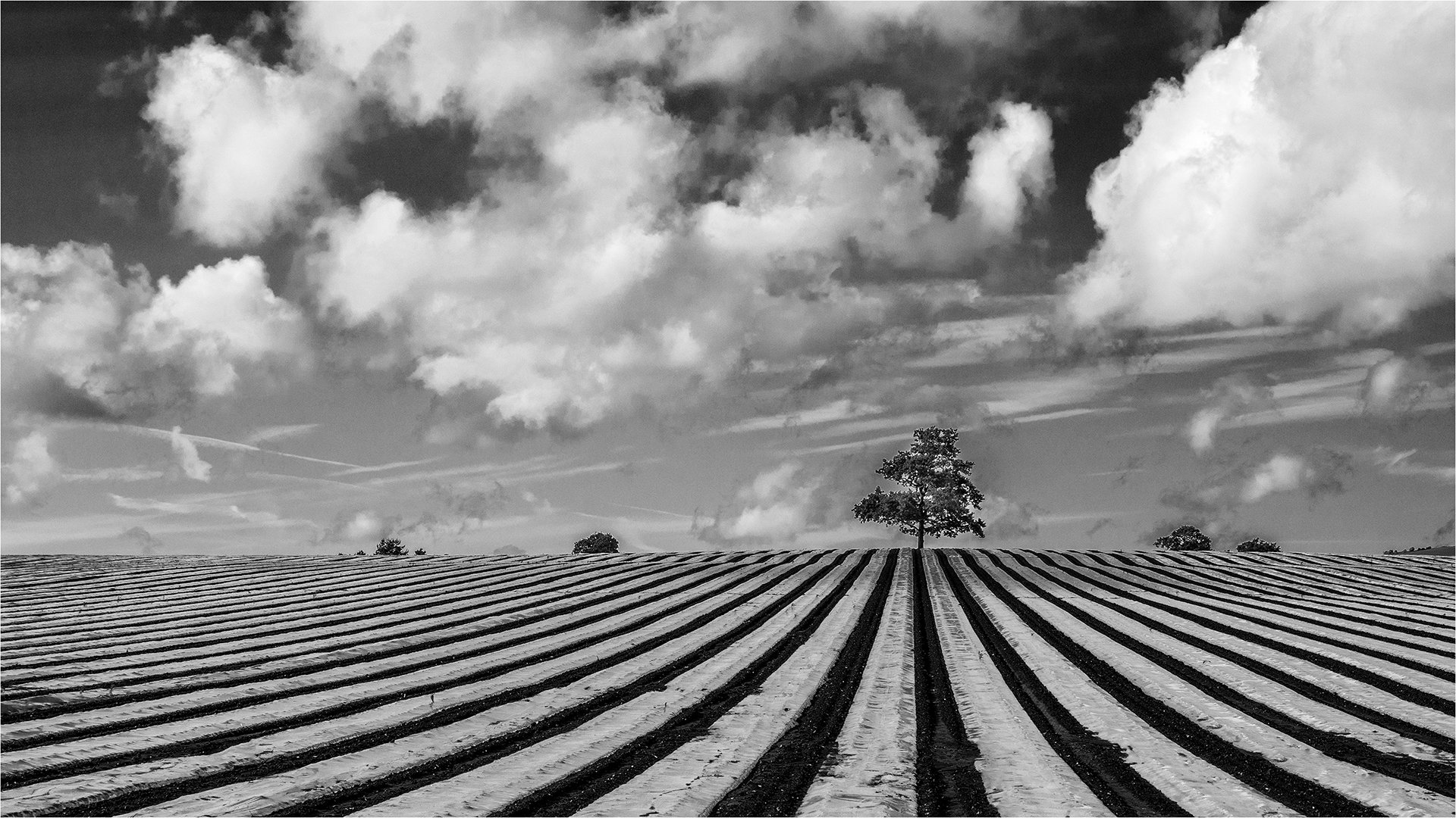 Download Nature Tree Cloud Sky Black & White Field HD Wallpaper by ...