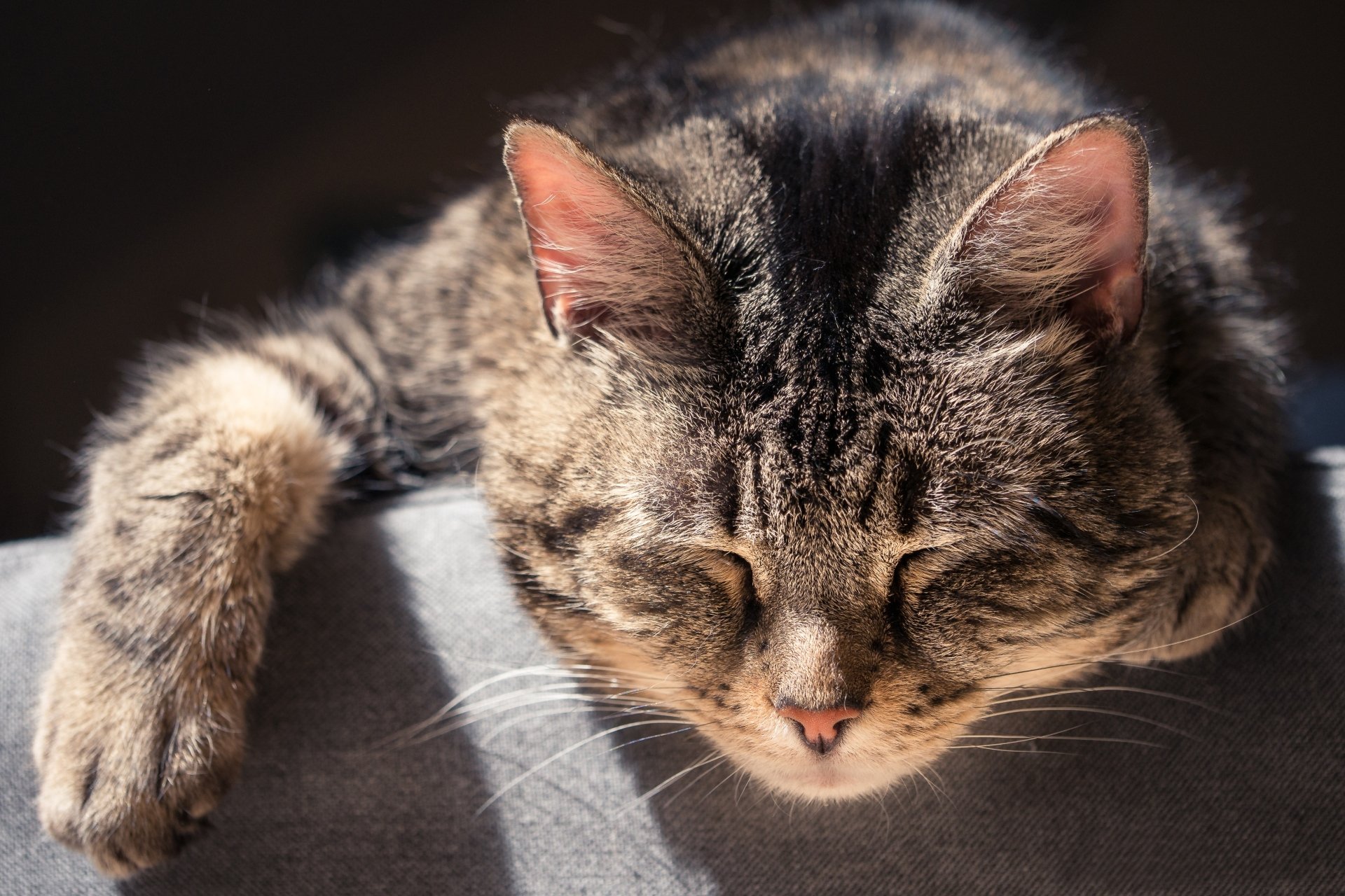 4K Ultra HD Peaceful Cat Slumber – Serene Animal Sleep Wallpaper ...