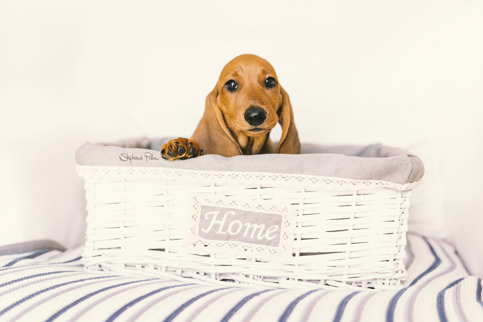 Download Basket Puppy Baby Animal Dog Animal Dachshund HD Wallpaper