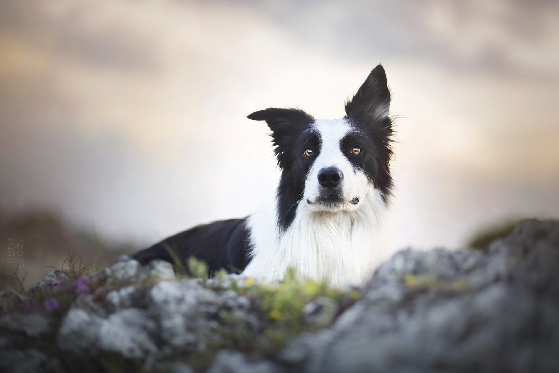 Intense Gaze of a Border Collie – Stunning HD Animal Wallpaper