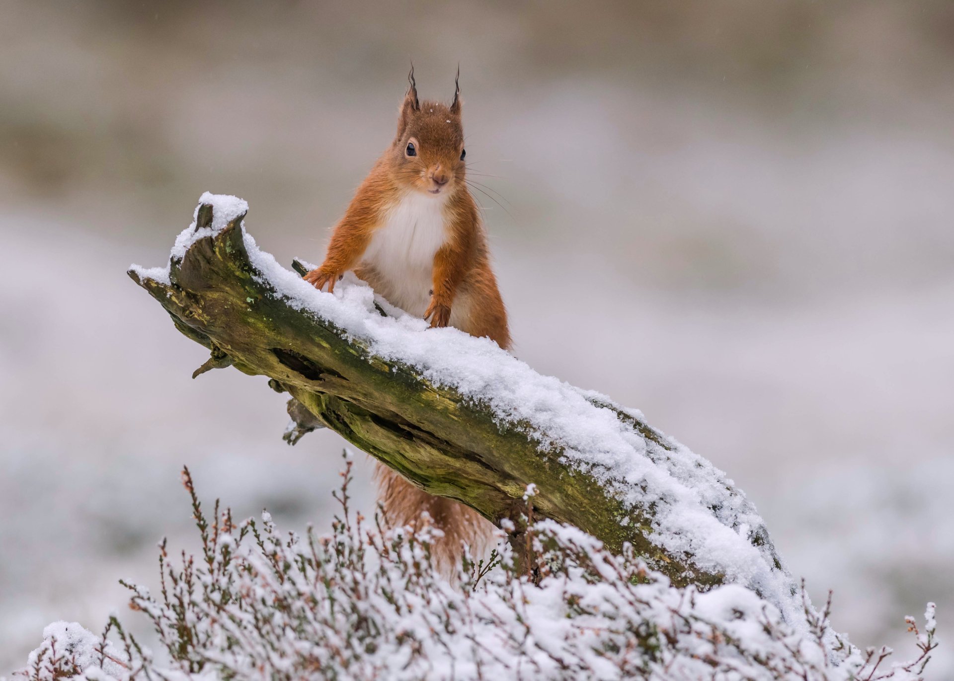 Winter Squirrel in Snowy Wilderness – HD Animal Wallpaper | 3600x2571 ...