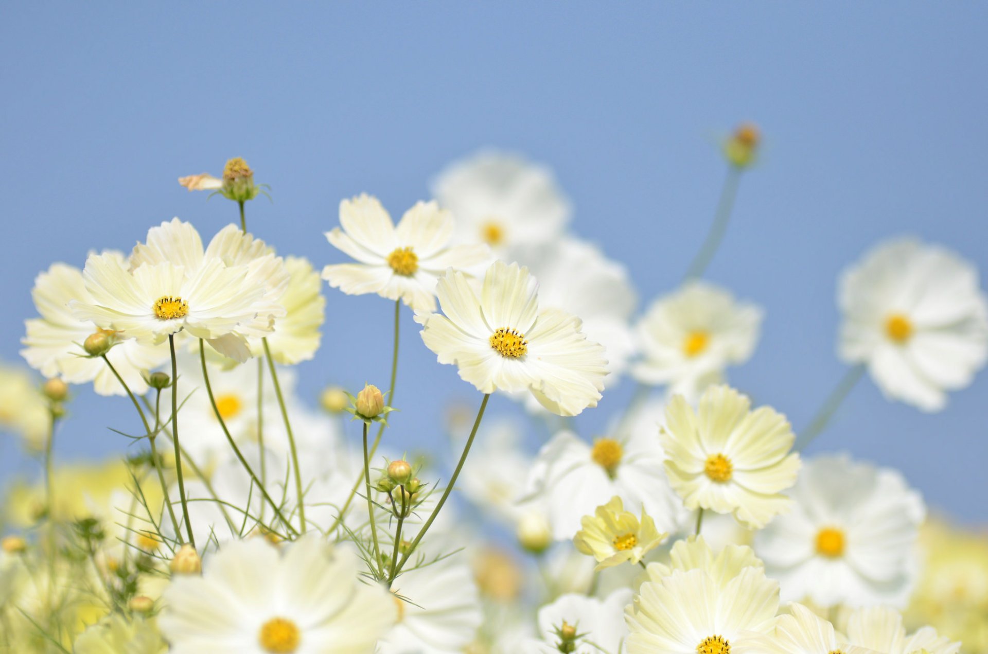 Download Close-up White Flower Nature Flower HD Wallpaper | 2048x1356 ...