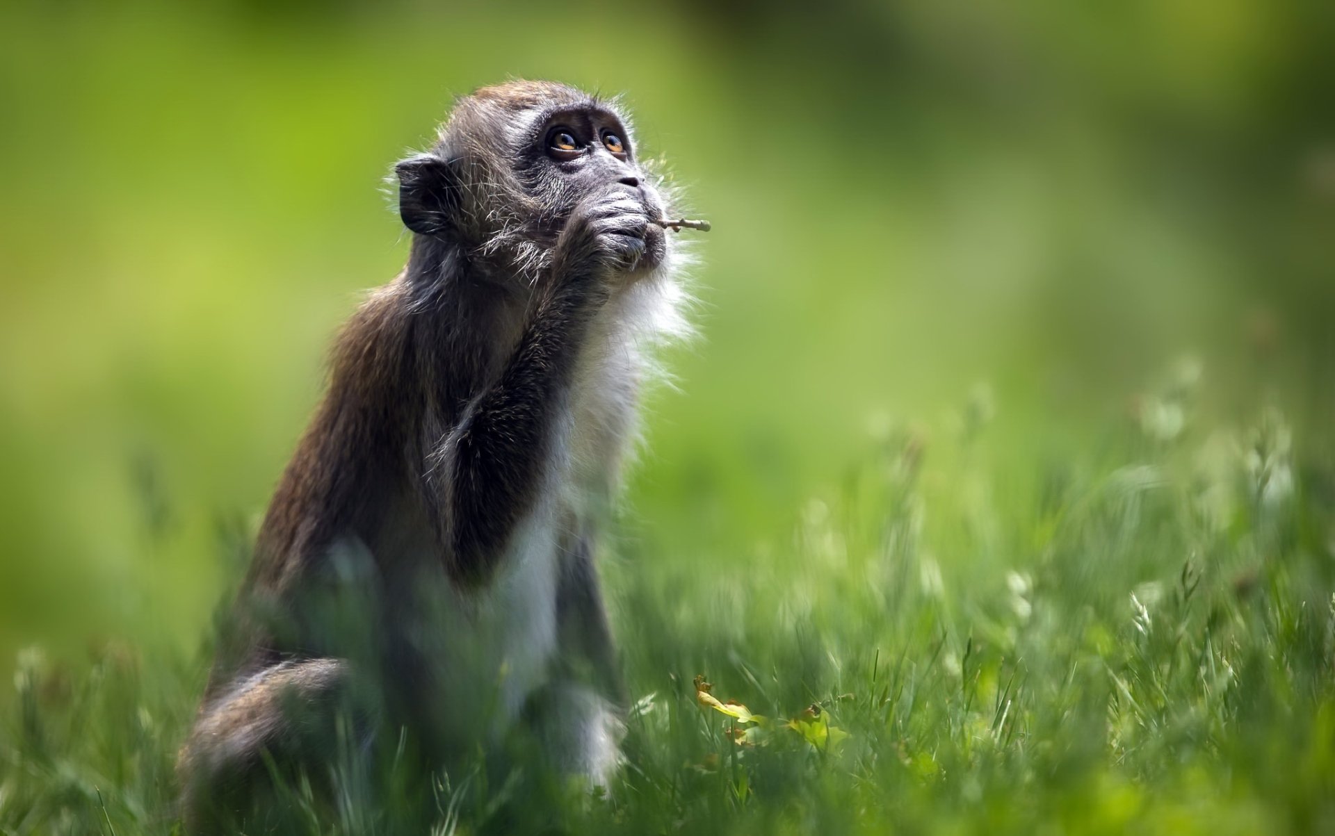 Download Primate Monkey Animal Macaque HD Wallpaper by Ralf Bitzer