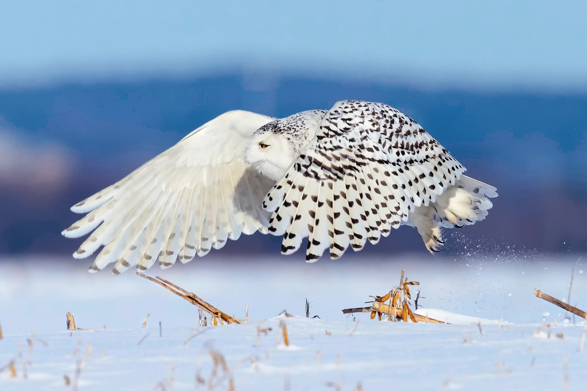 Download Snow Bird Owl Animal Snowy Owl HD Wallpaper