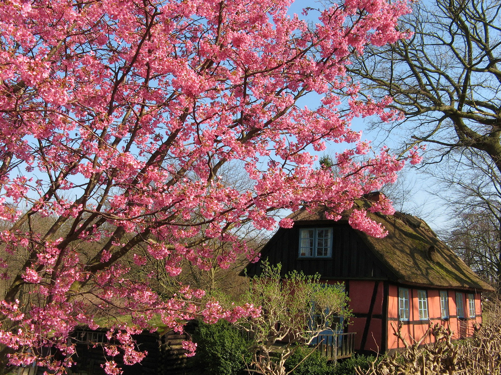 Download Pink Flower Spring Blossom Tree Earth Man Made House Wallpaper