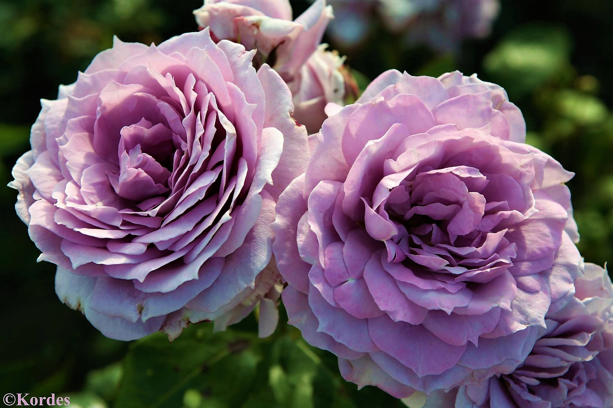 Download Purple Flower Rose Nature Flower HD Wallpaper