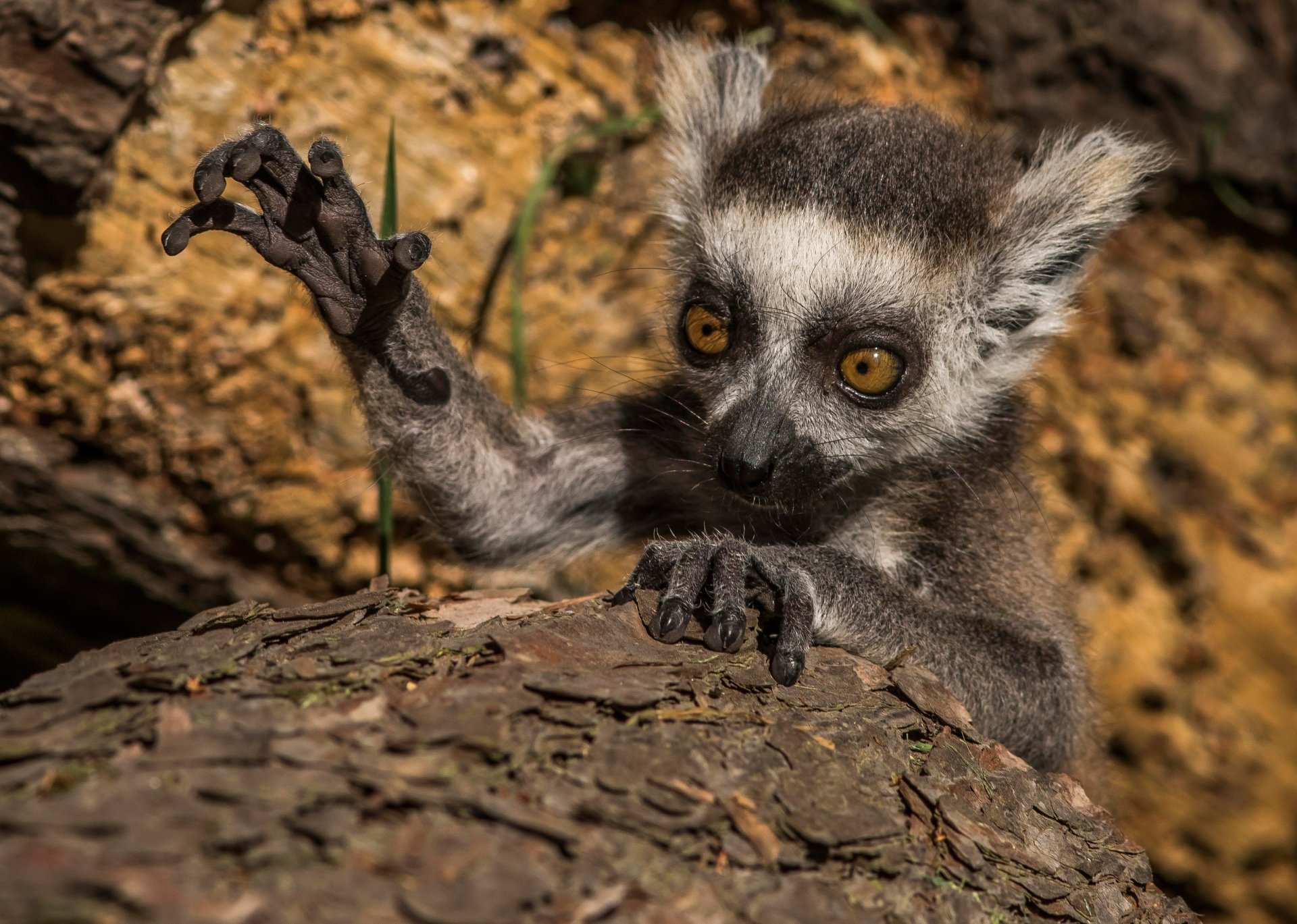 4K Ultra HD Baby Lemur - Playful Primate Wallpaper | 4429x3157 ...