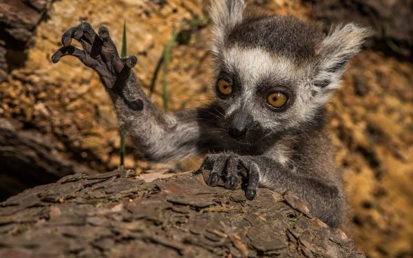 Aye-aye HD Wallpaper | Background Image | 2050x1368 | ID:572524 ...