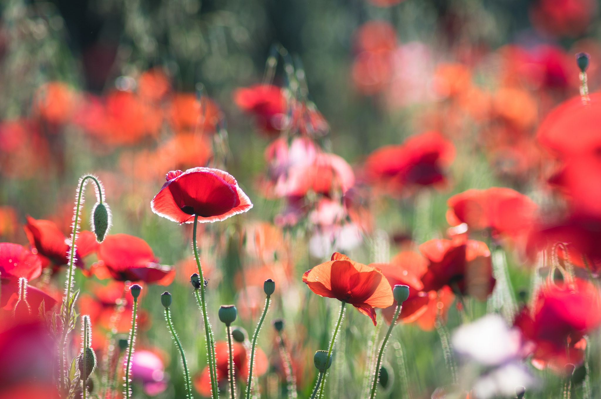 Download Summer Blur Red Flower Flower Nature Poppy HD Wallpaper