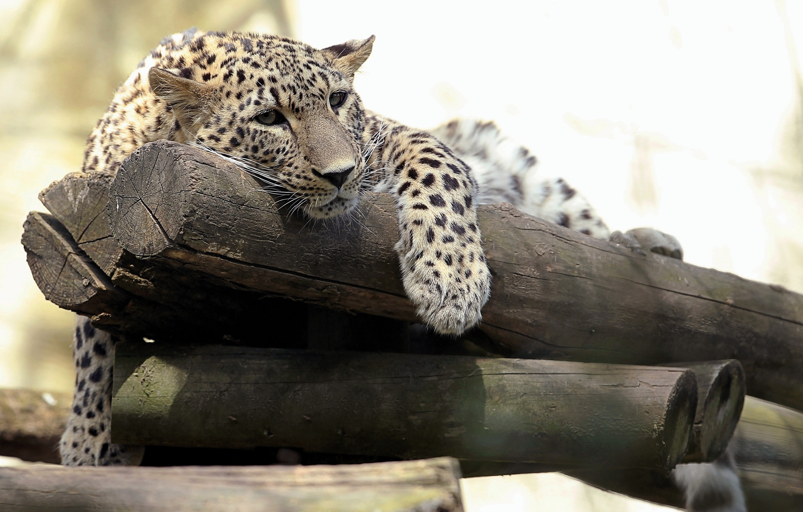 Download Zoo Resting Animal Leopard HD Wallpaper
