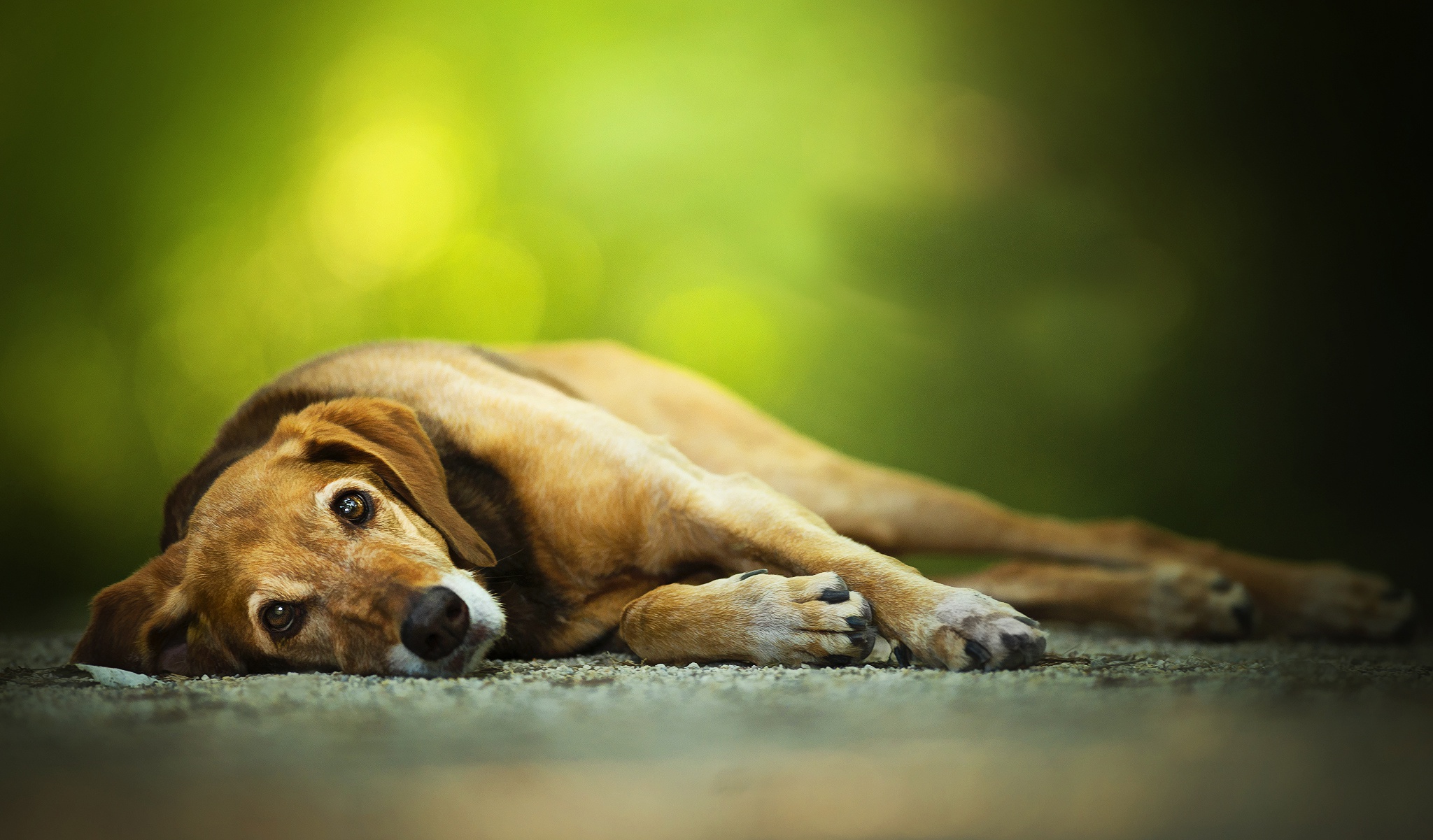 Download Stare Blur Resting Animal Dog HD Wallpaper by Dackelpup