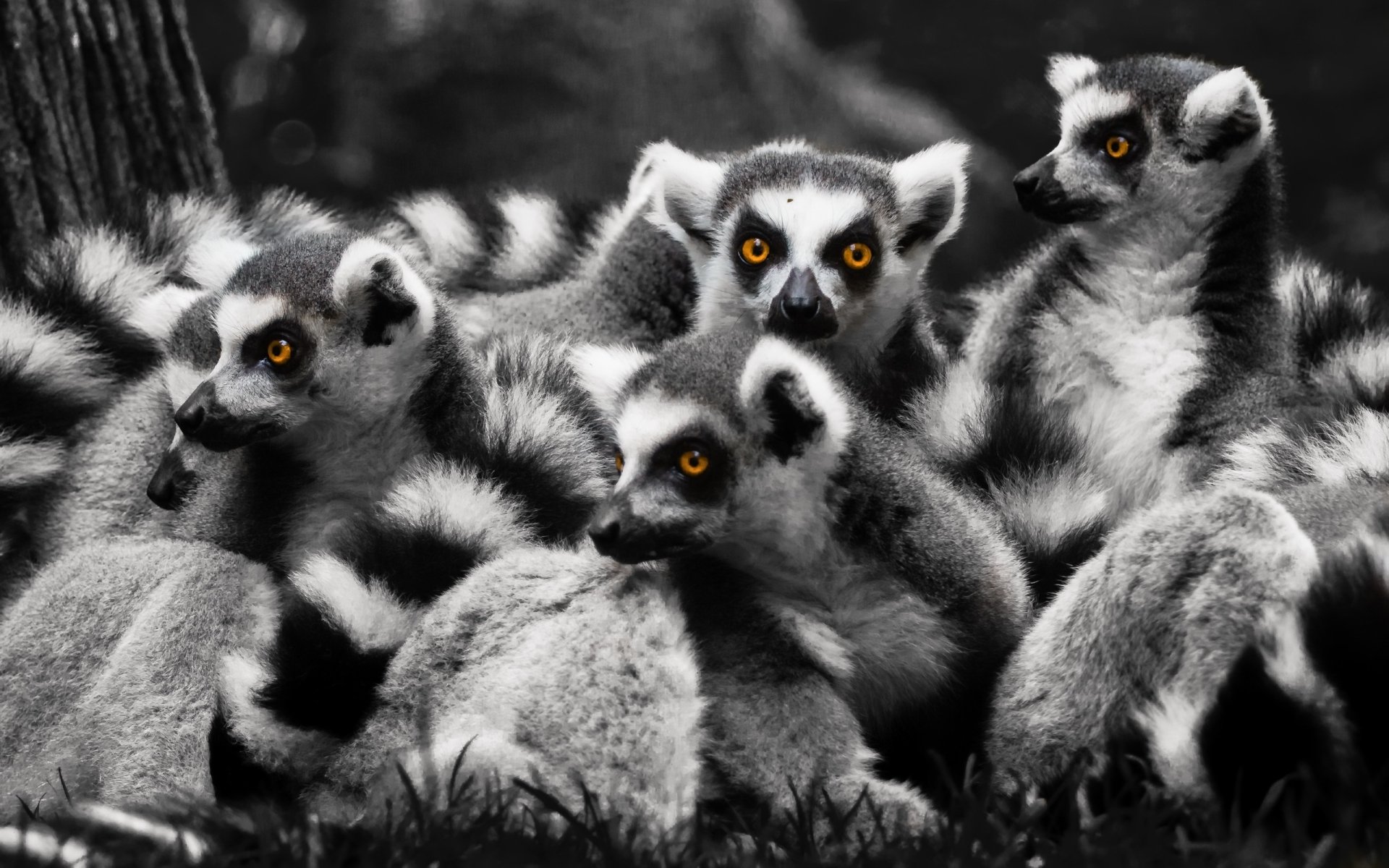 Golden-Eyed Lemur Pack — Selective-Color Primate 2K Quad HD Wallpaper