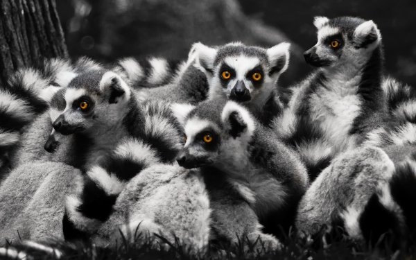 Lemur HD Wallpaper | Background Image | 1920x1200
