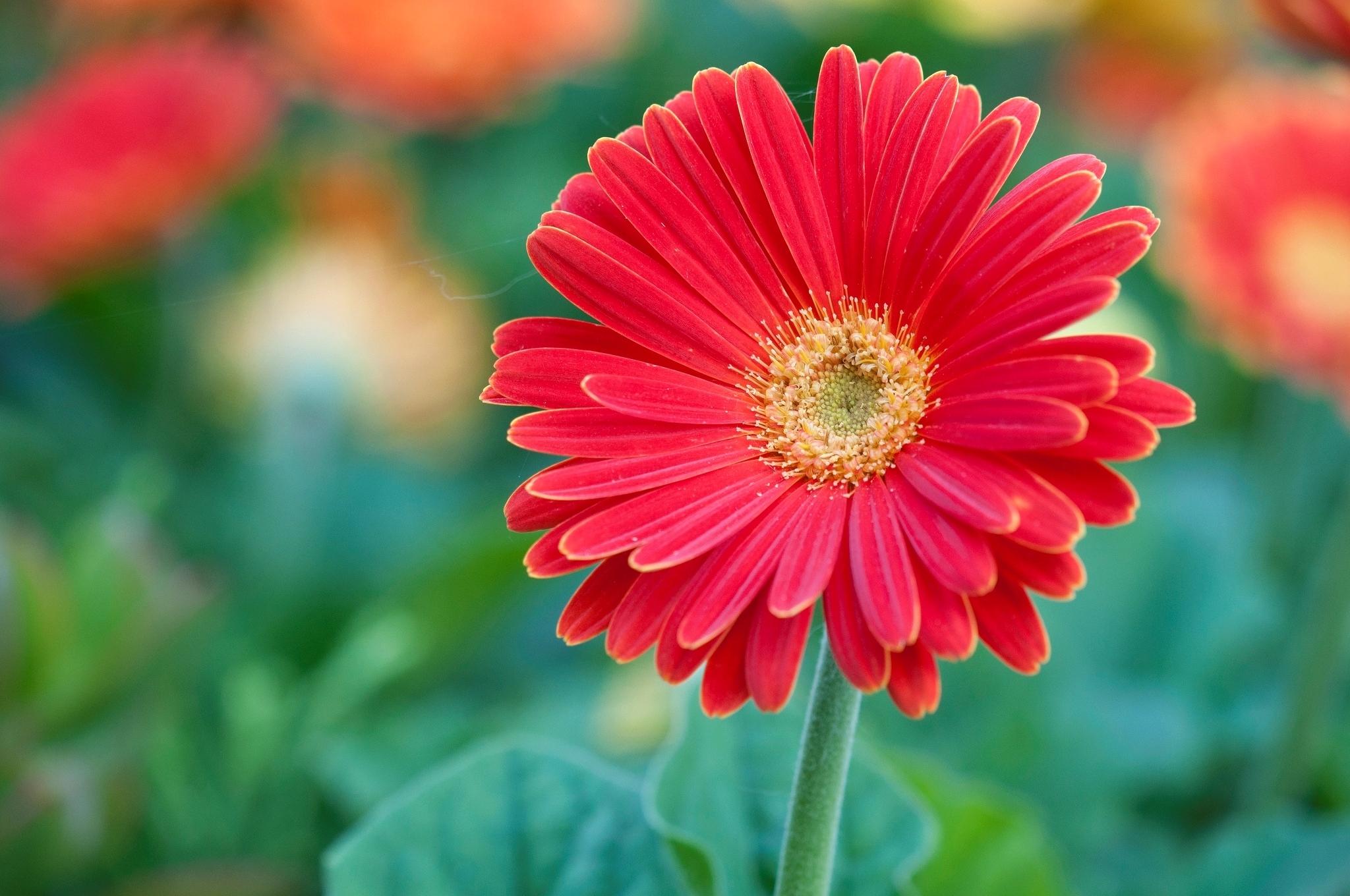 Download Red Flower Close-up Flower Nature Gerbera HD Wallpaper